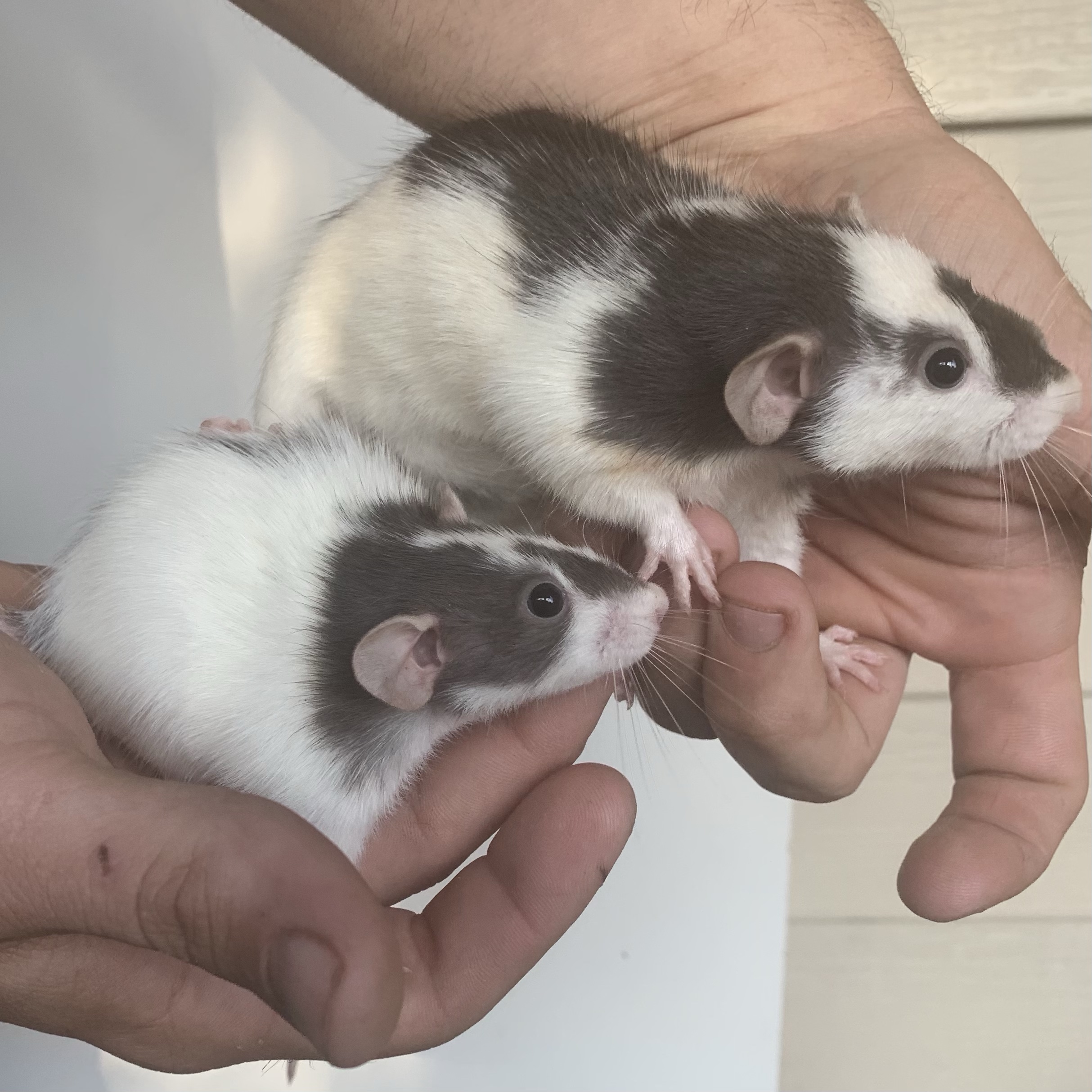 Dwarf Rats – Queen City Rattery