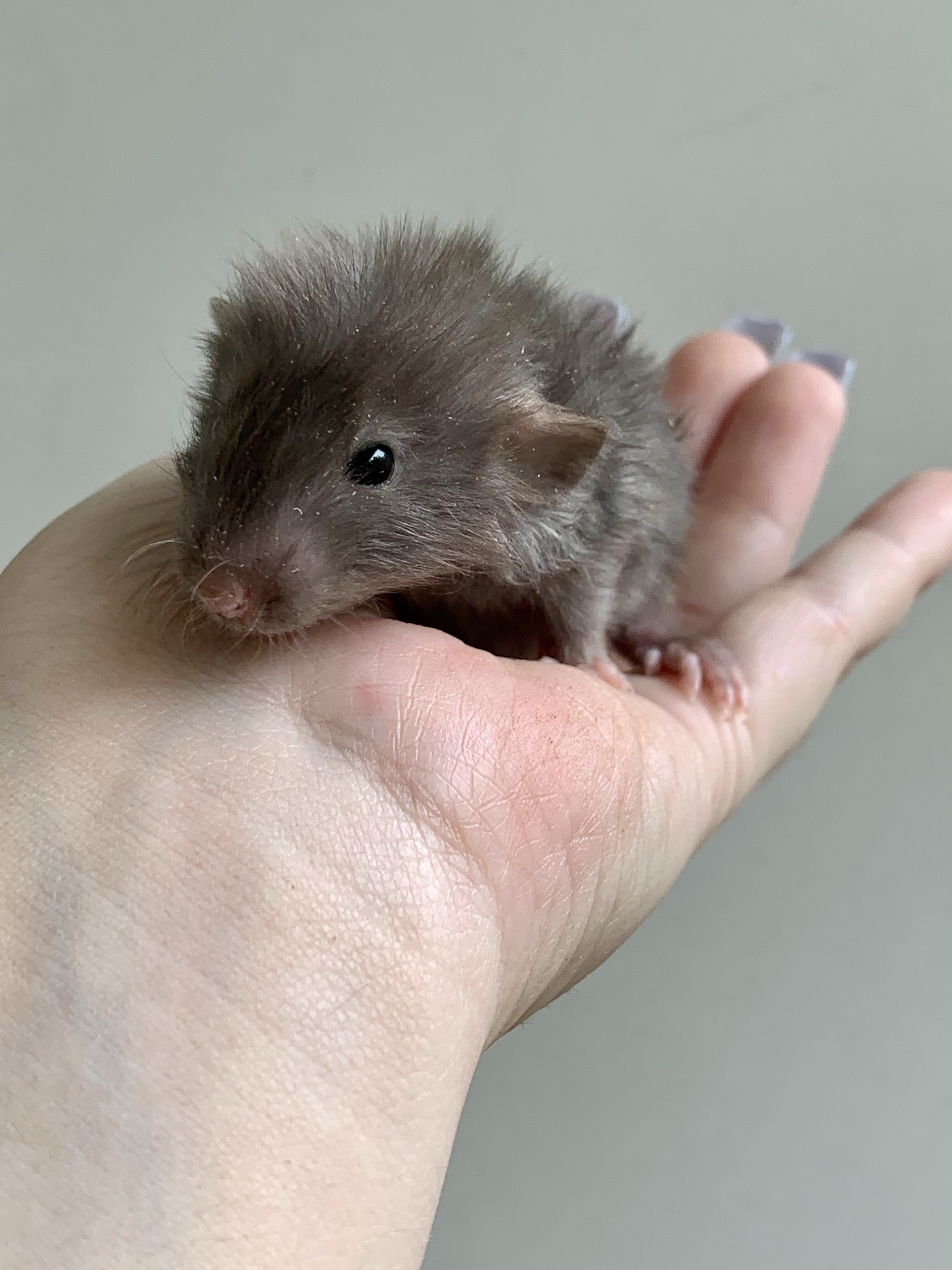 Harley – Queen City Rattery