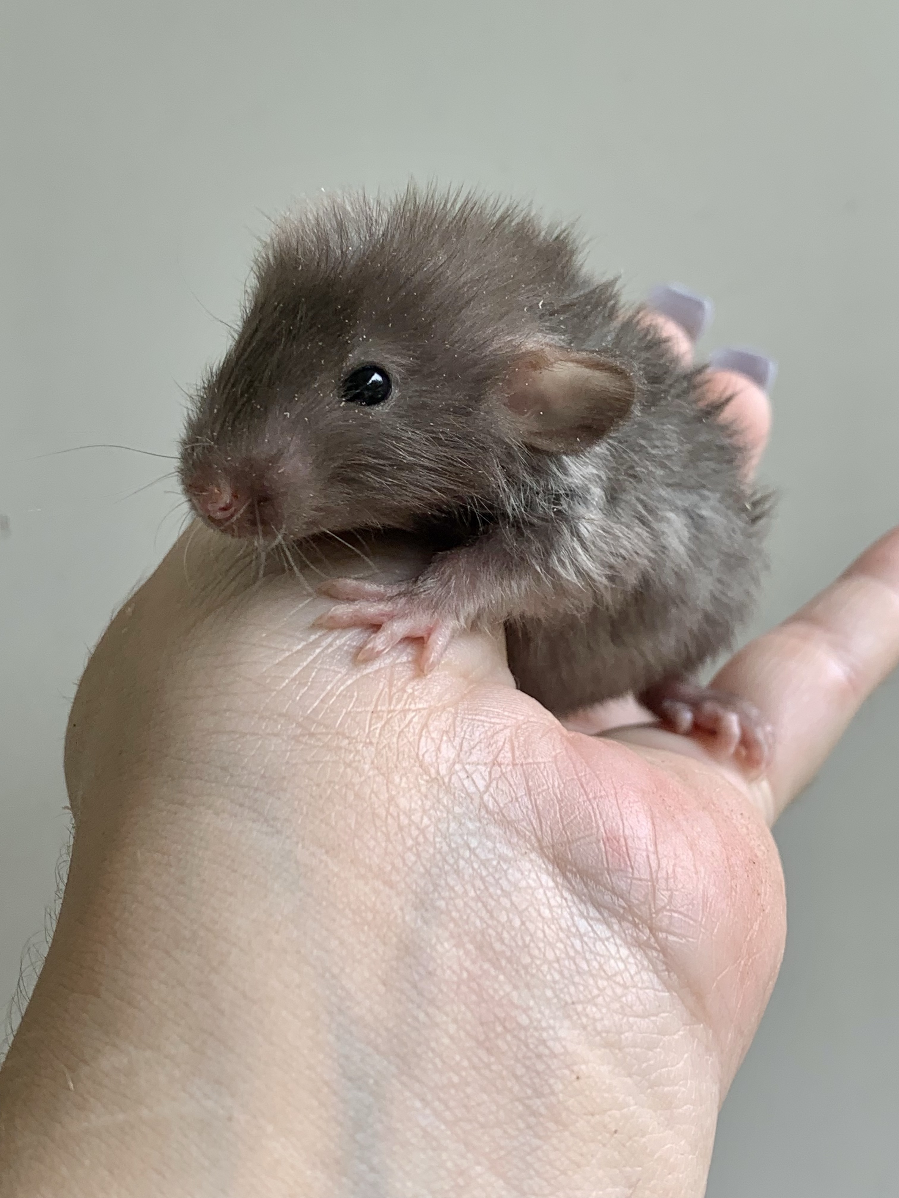 Harley – Queen City Rattery