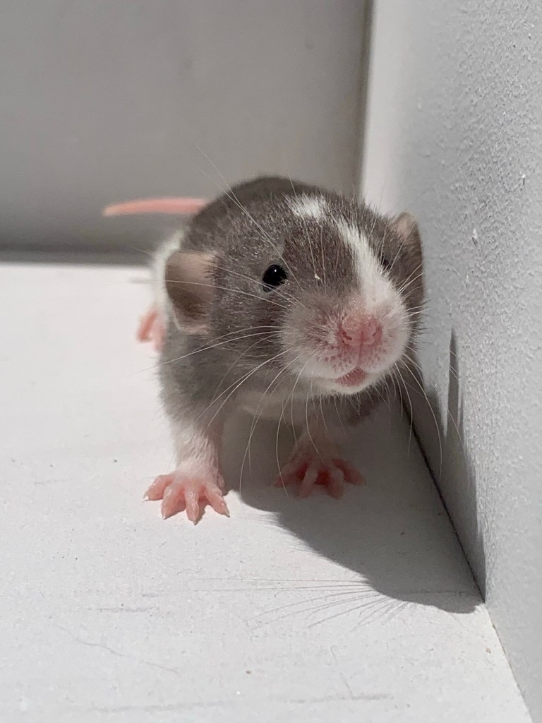 Queen City Rattery