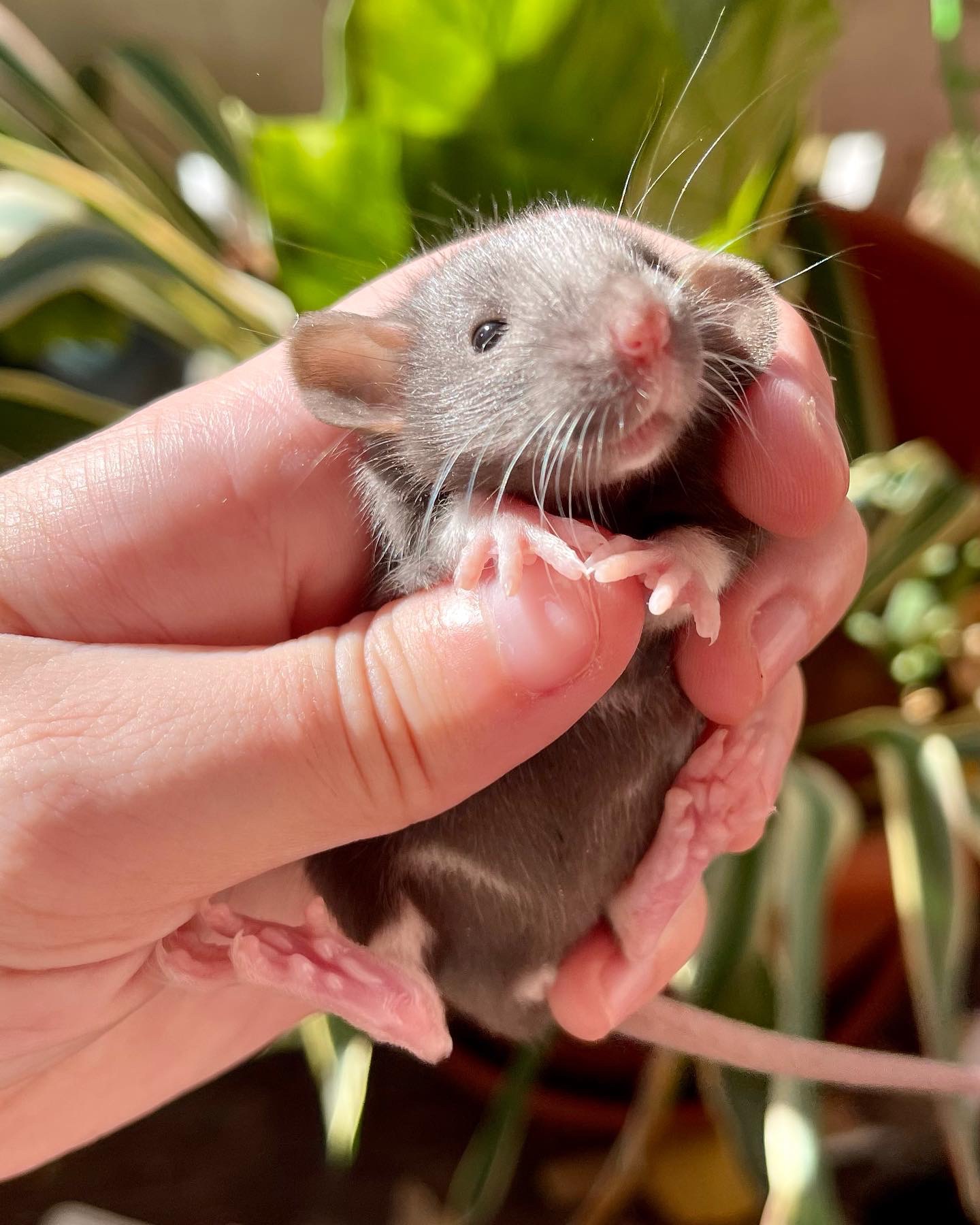 Silvermane – Queen City Rattery