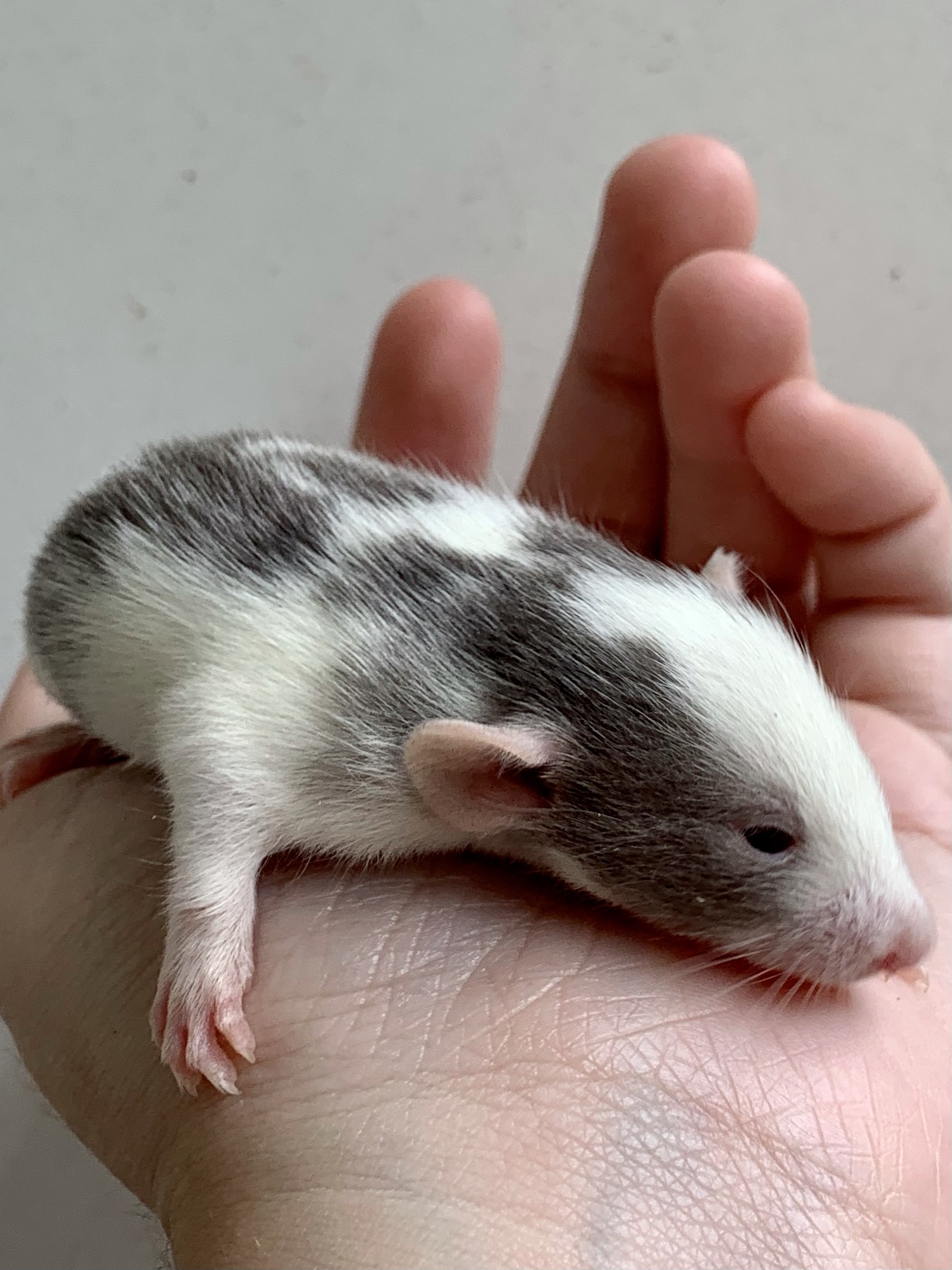 Variegated – Queen City Rattery