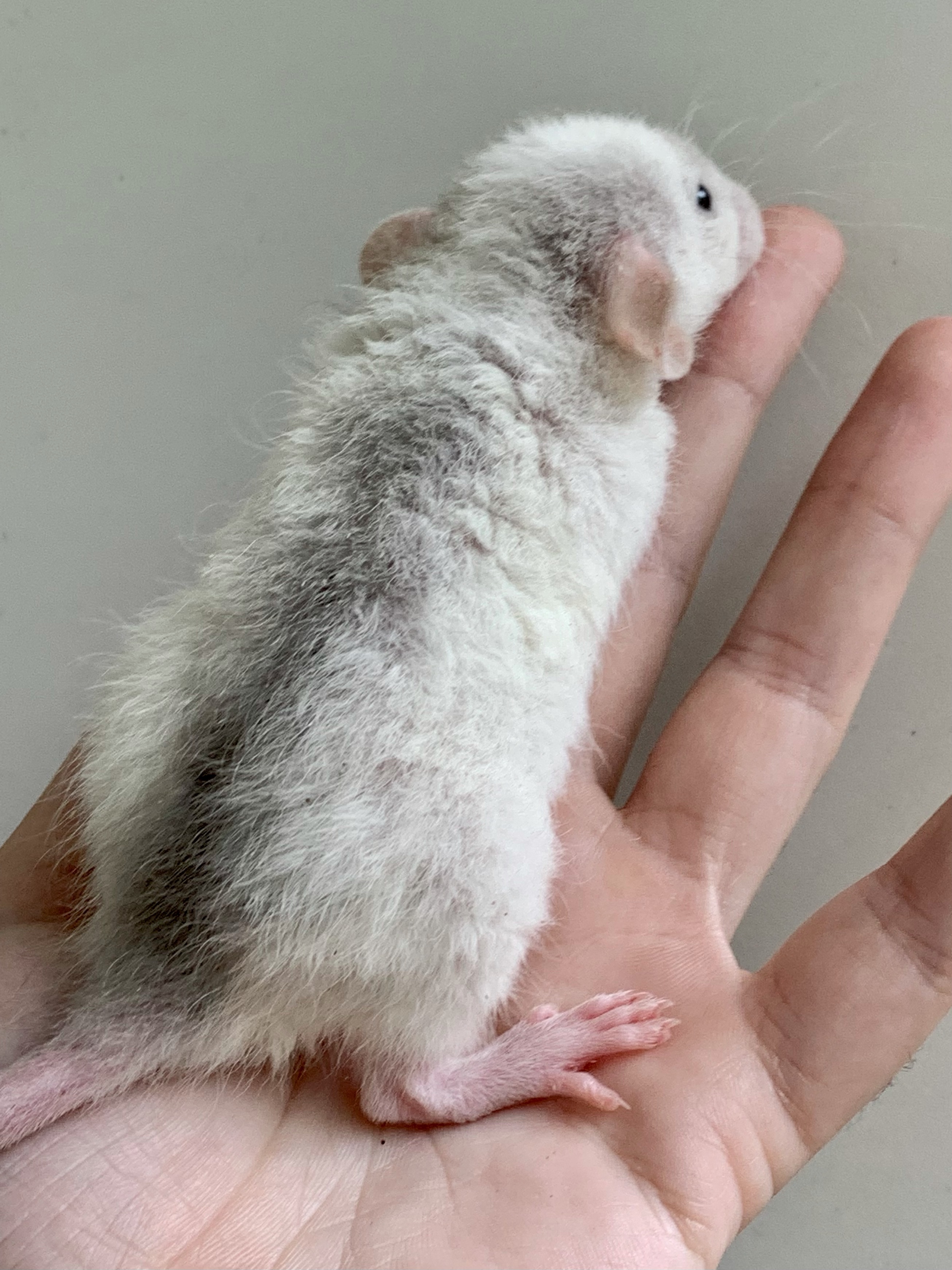 Marble – Queen City Rattery