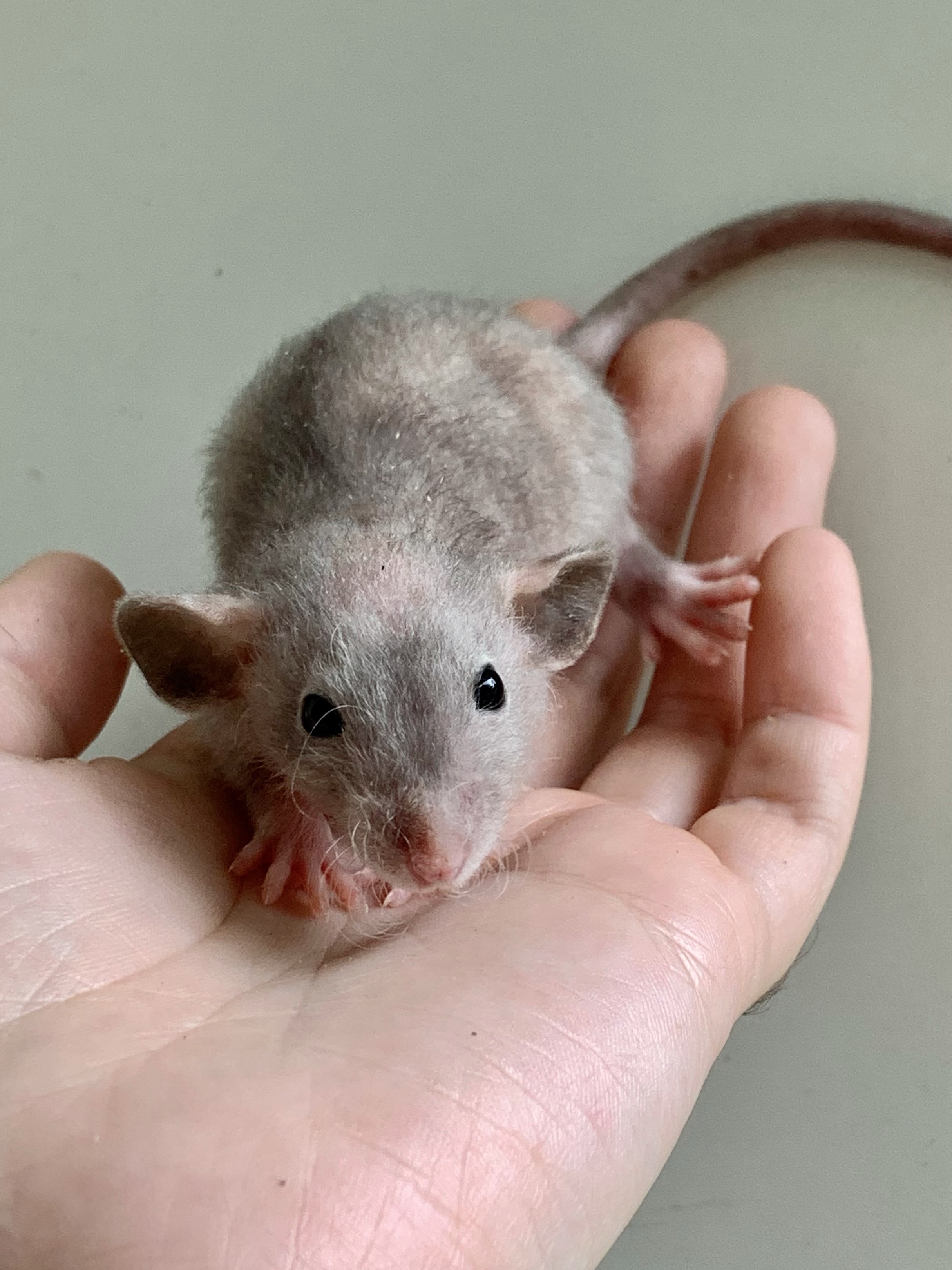 Marble – Queen City Rattery