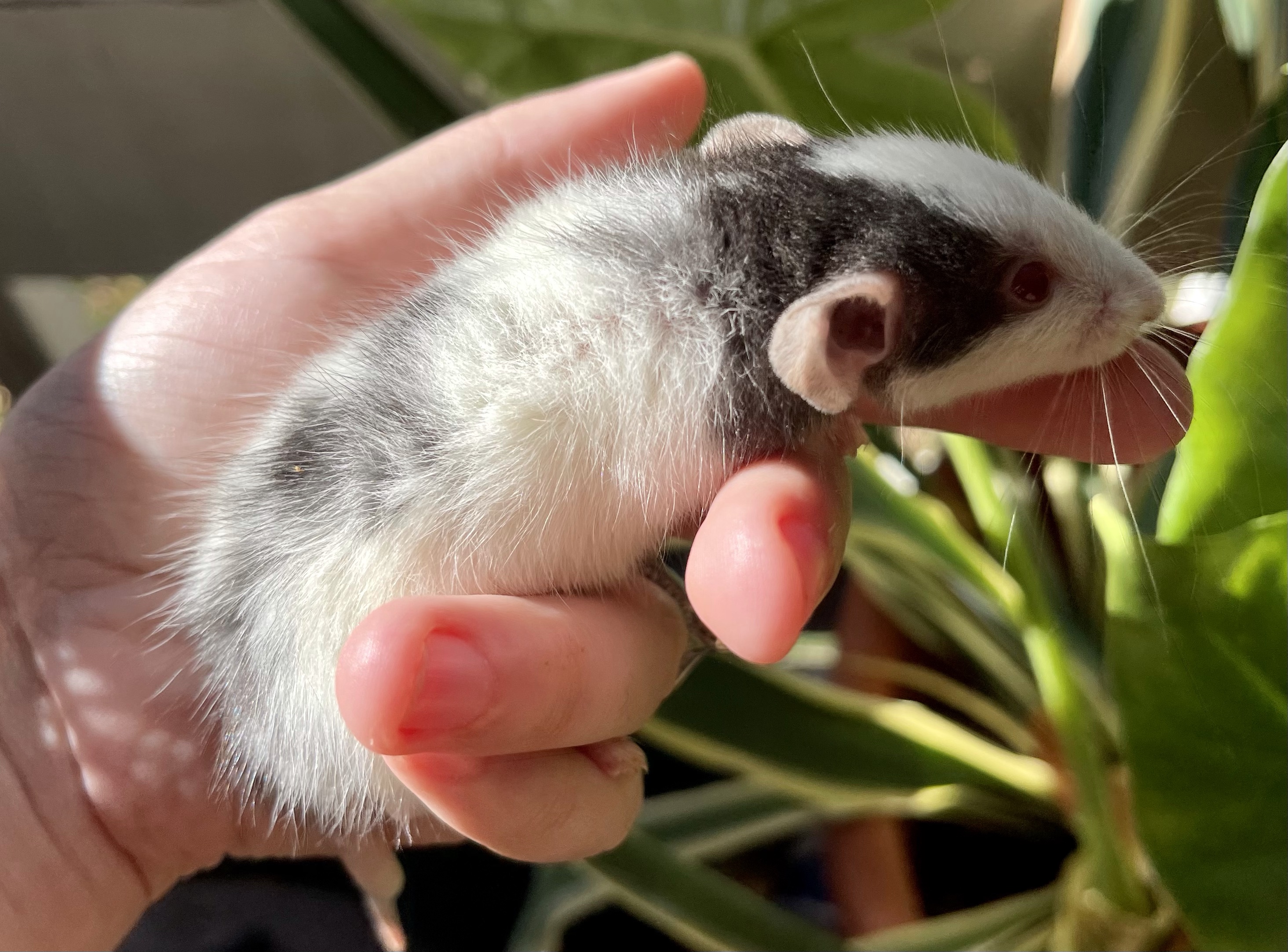 Variegated – Queen City Rattery