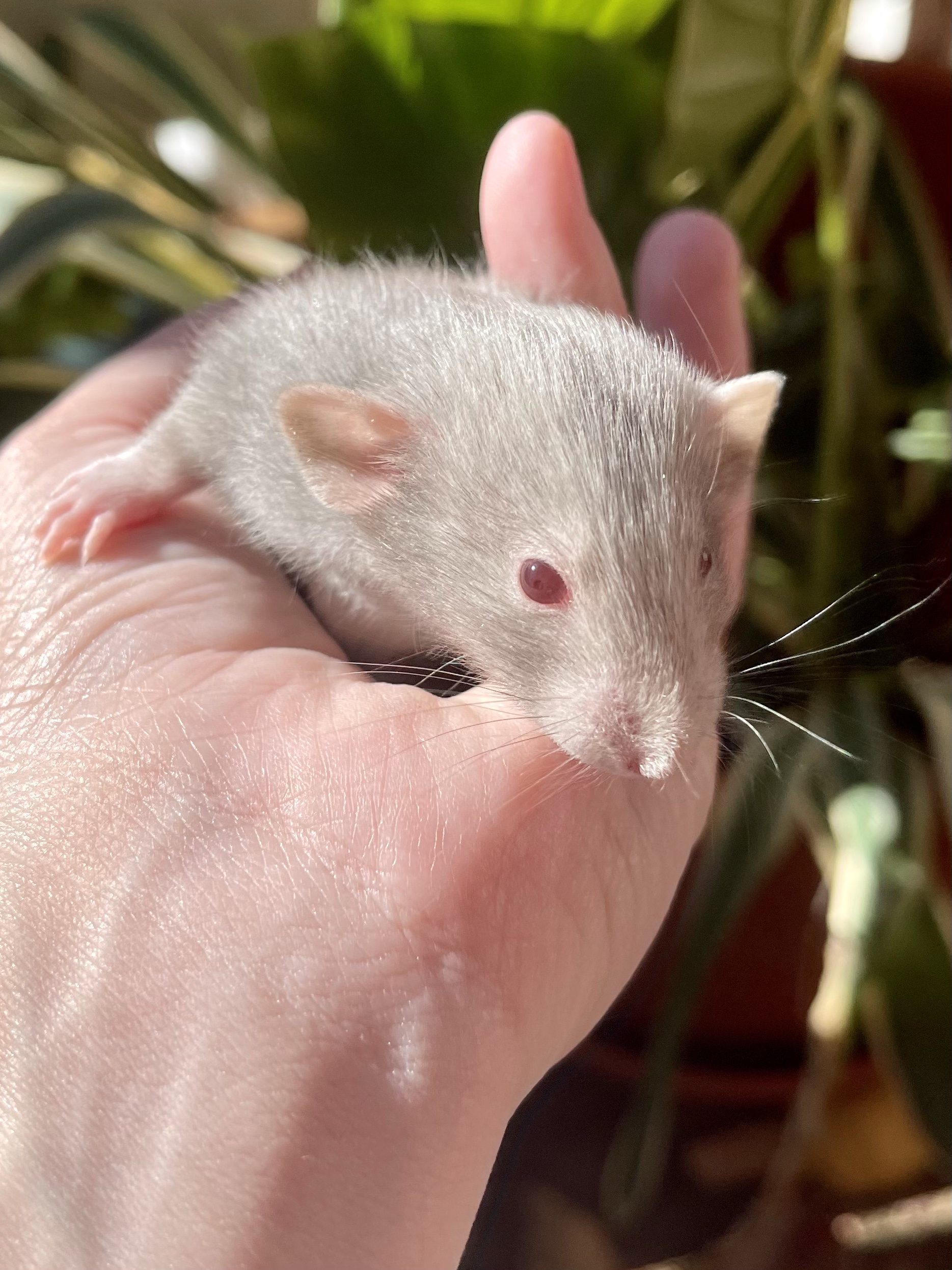 Red eye – Queen City Rattery