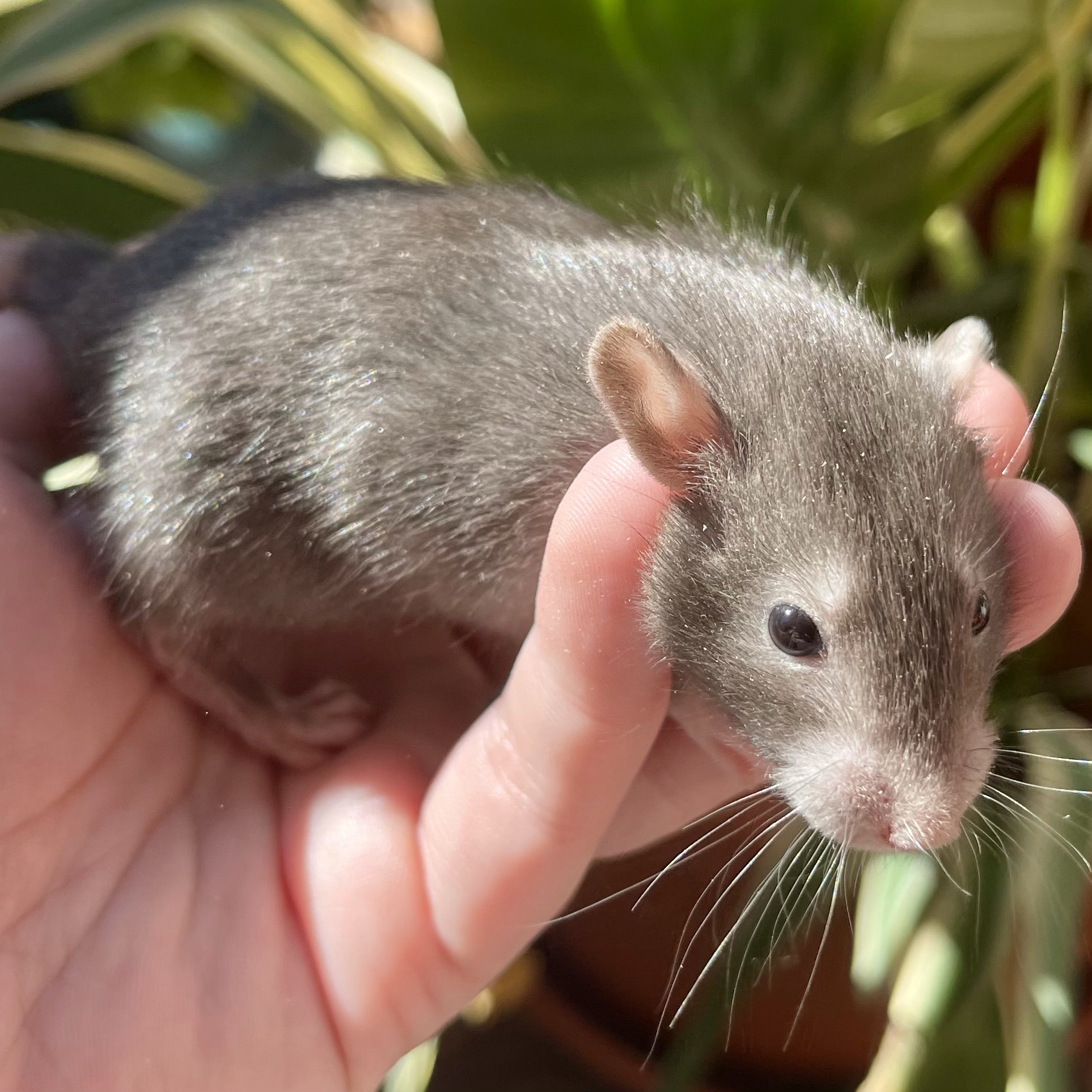 Marten – Queen City Rattery