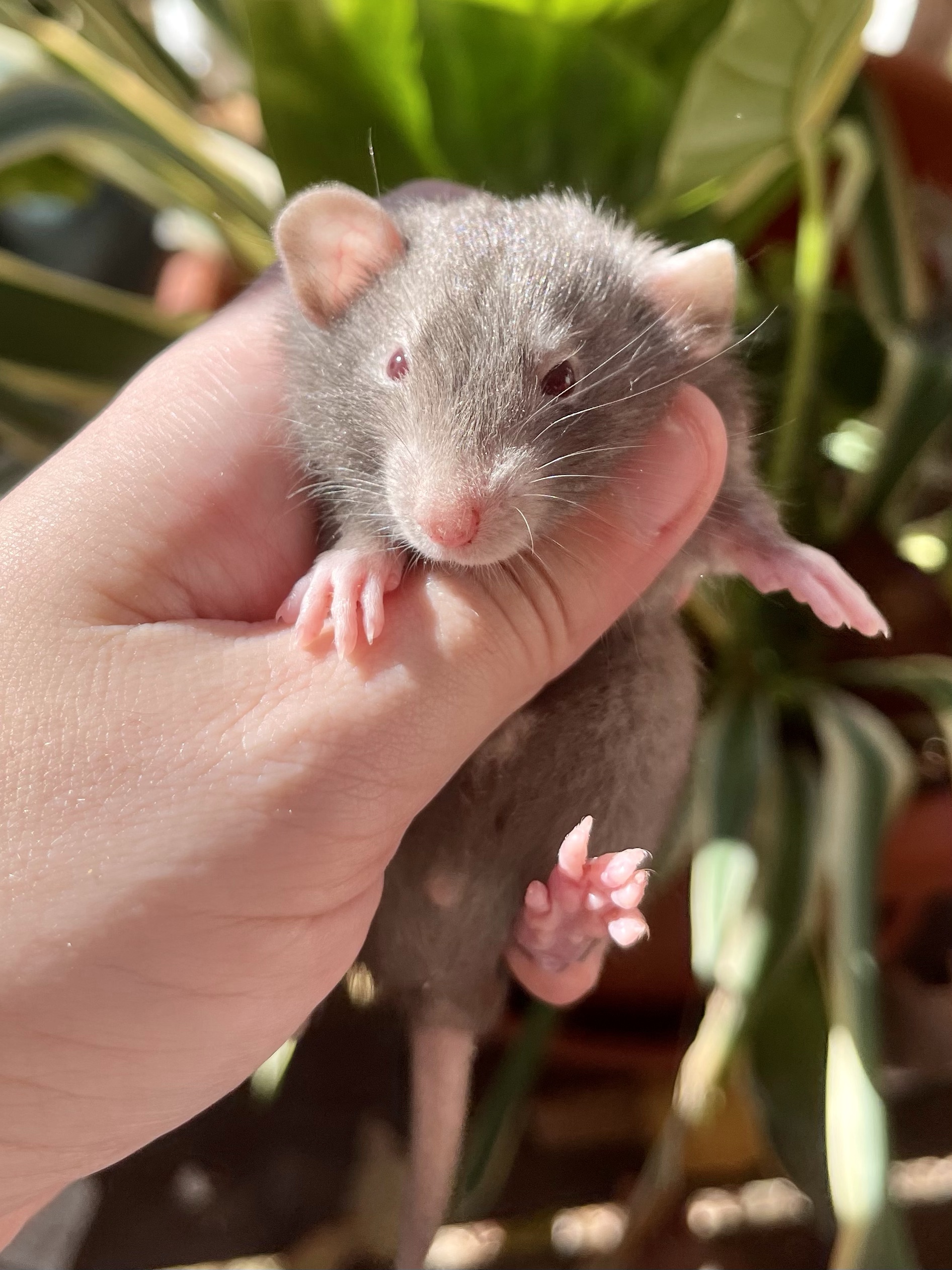 Red eye – Queen City Rattery