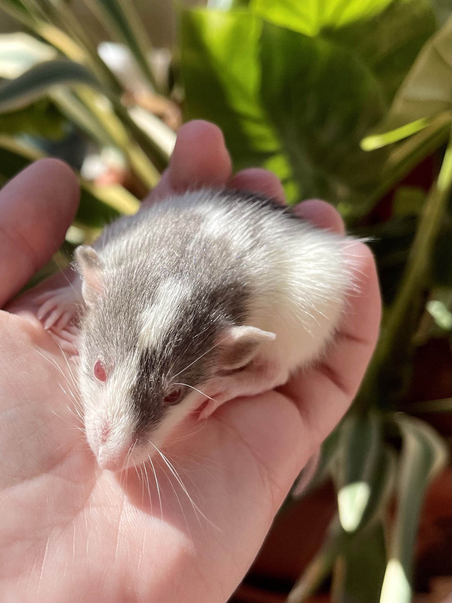 Marten – Queen City Rattery