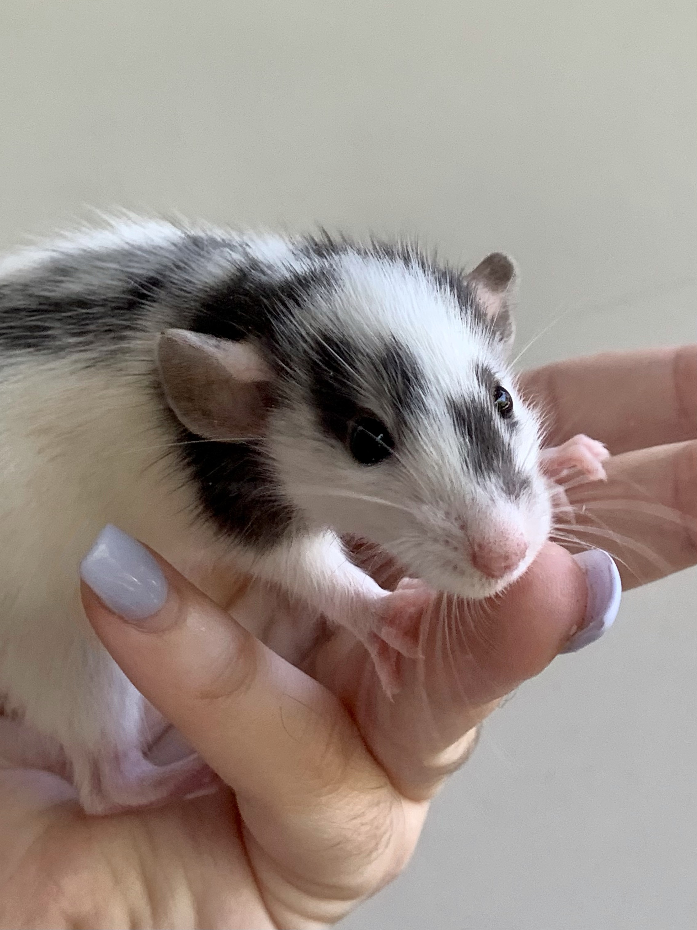 Dalmatian – Queen City Rattery