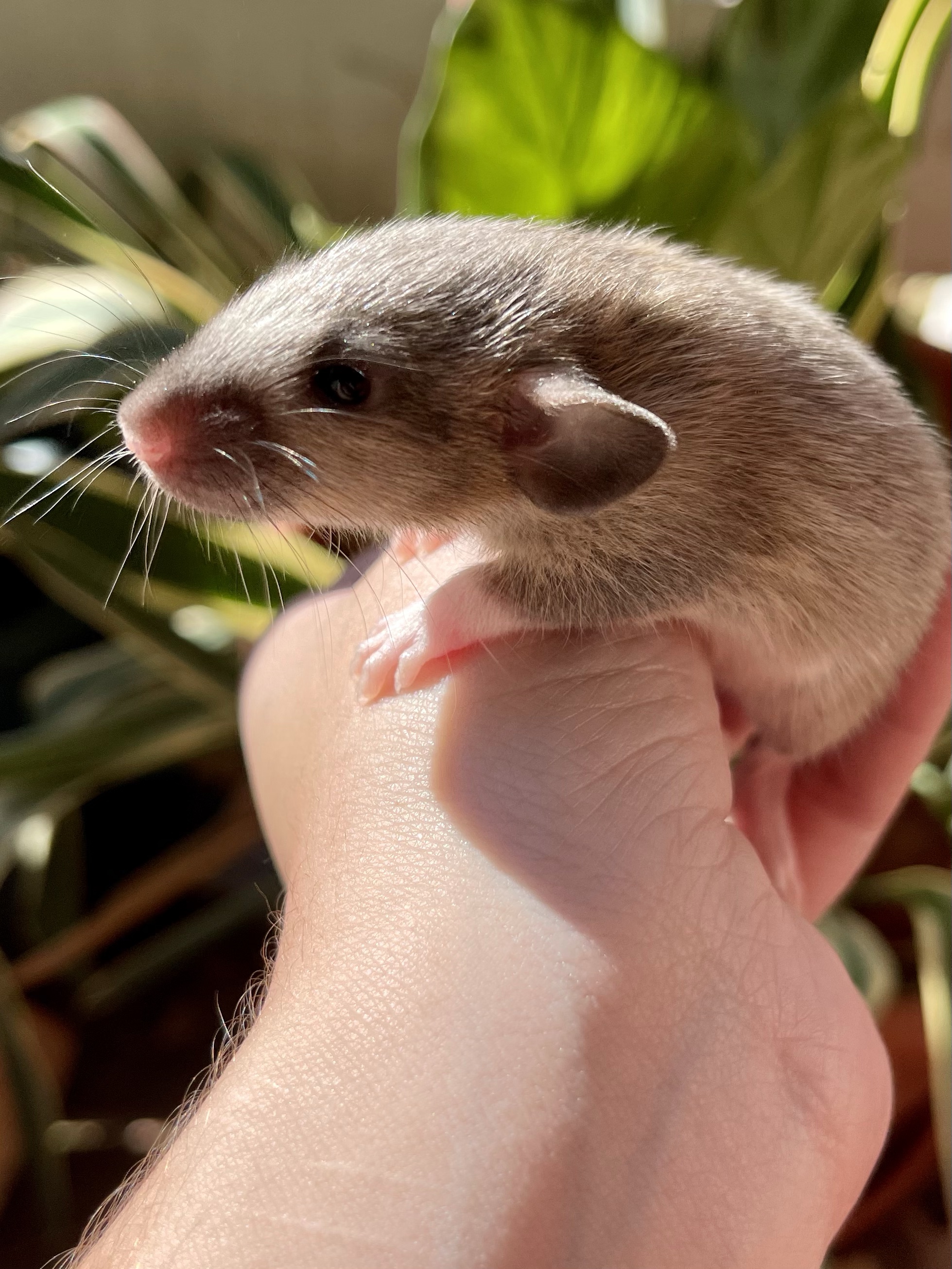 Silvermane – Queen City Rattery