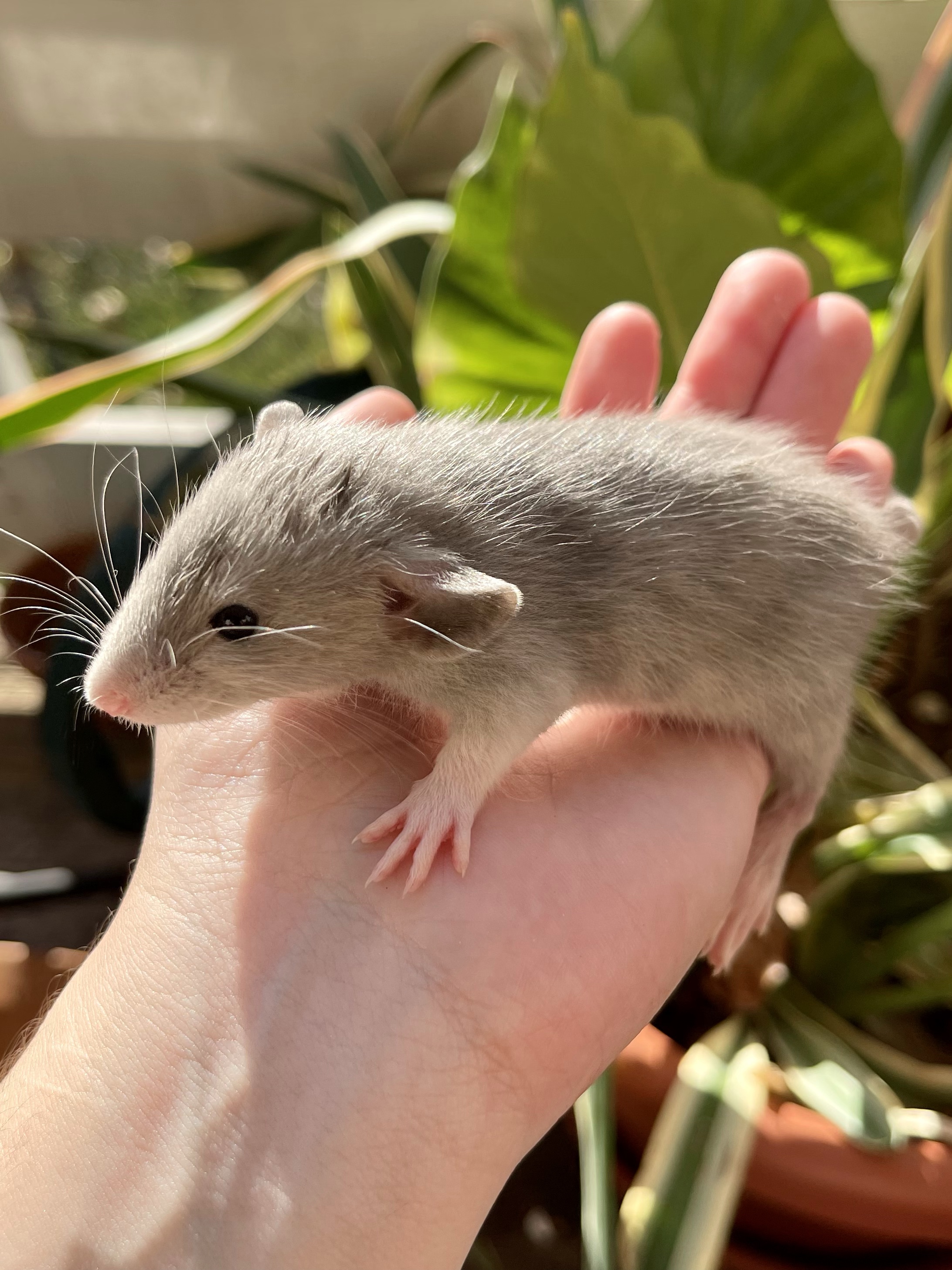 Marble – Queen City Rattery