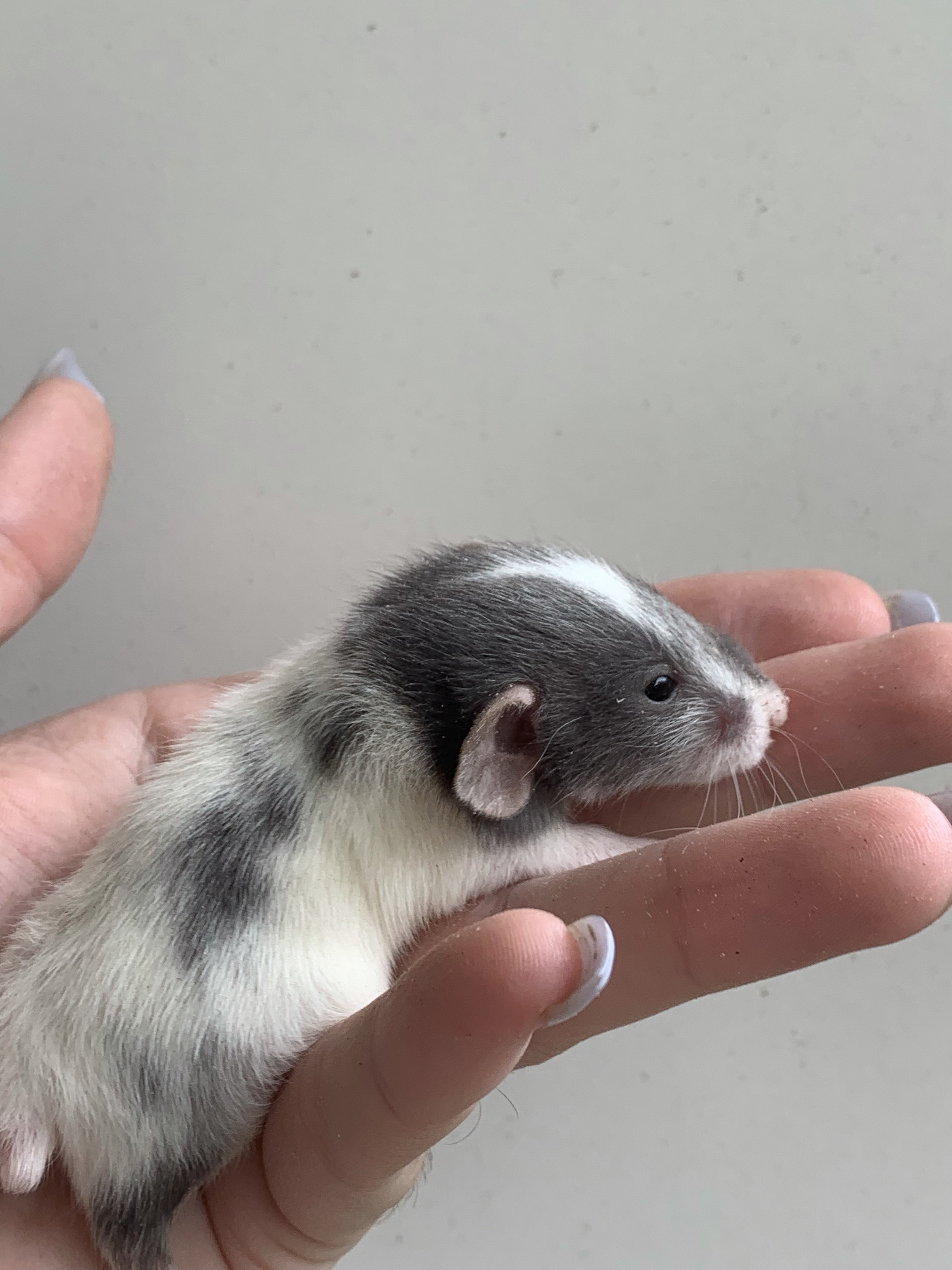 Variegated – Queen City Rattery