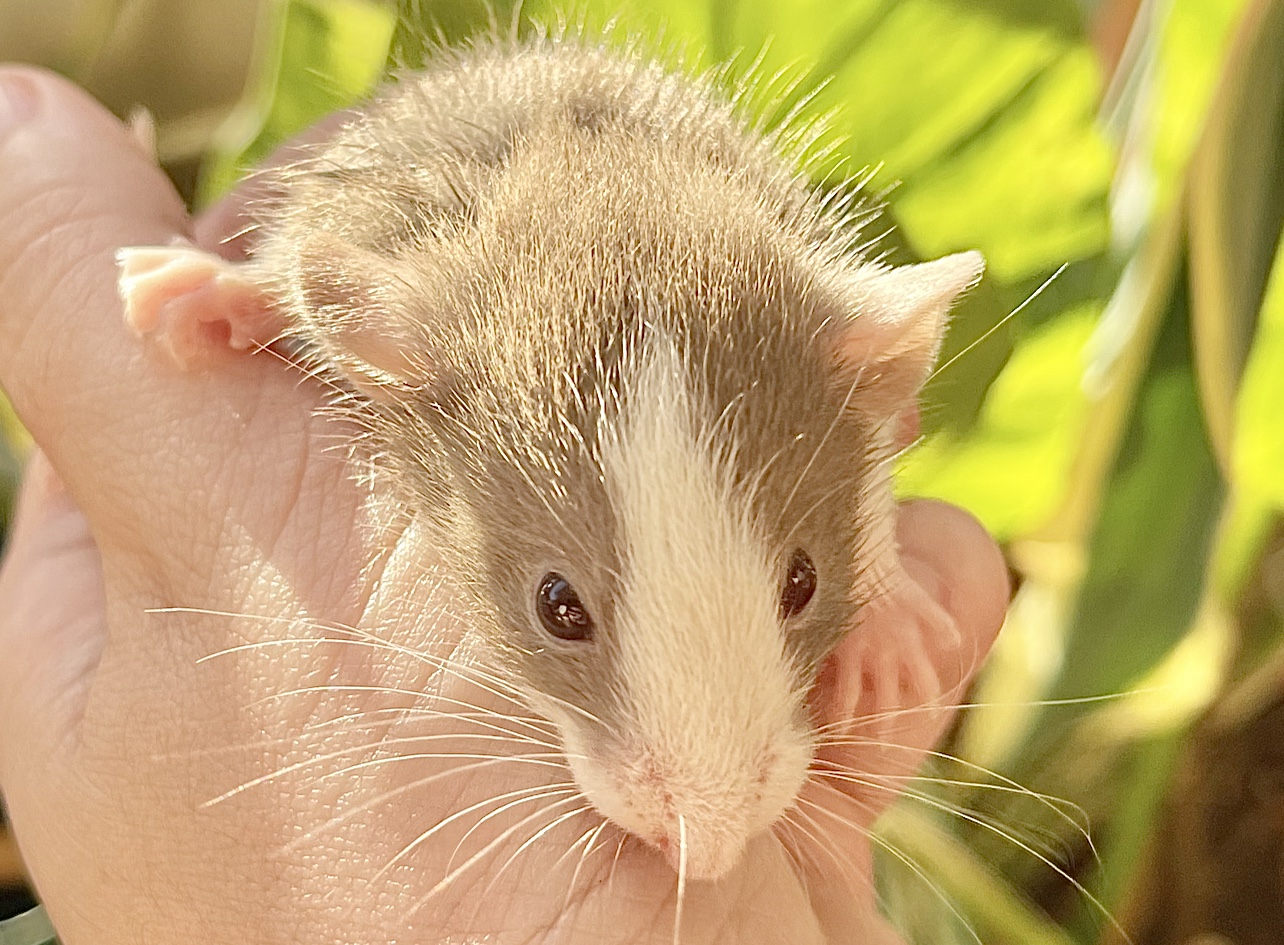 Odd Eyed – Queen City Rattery