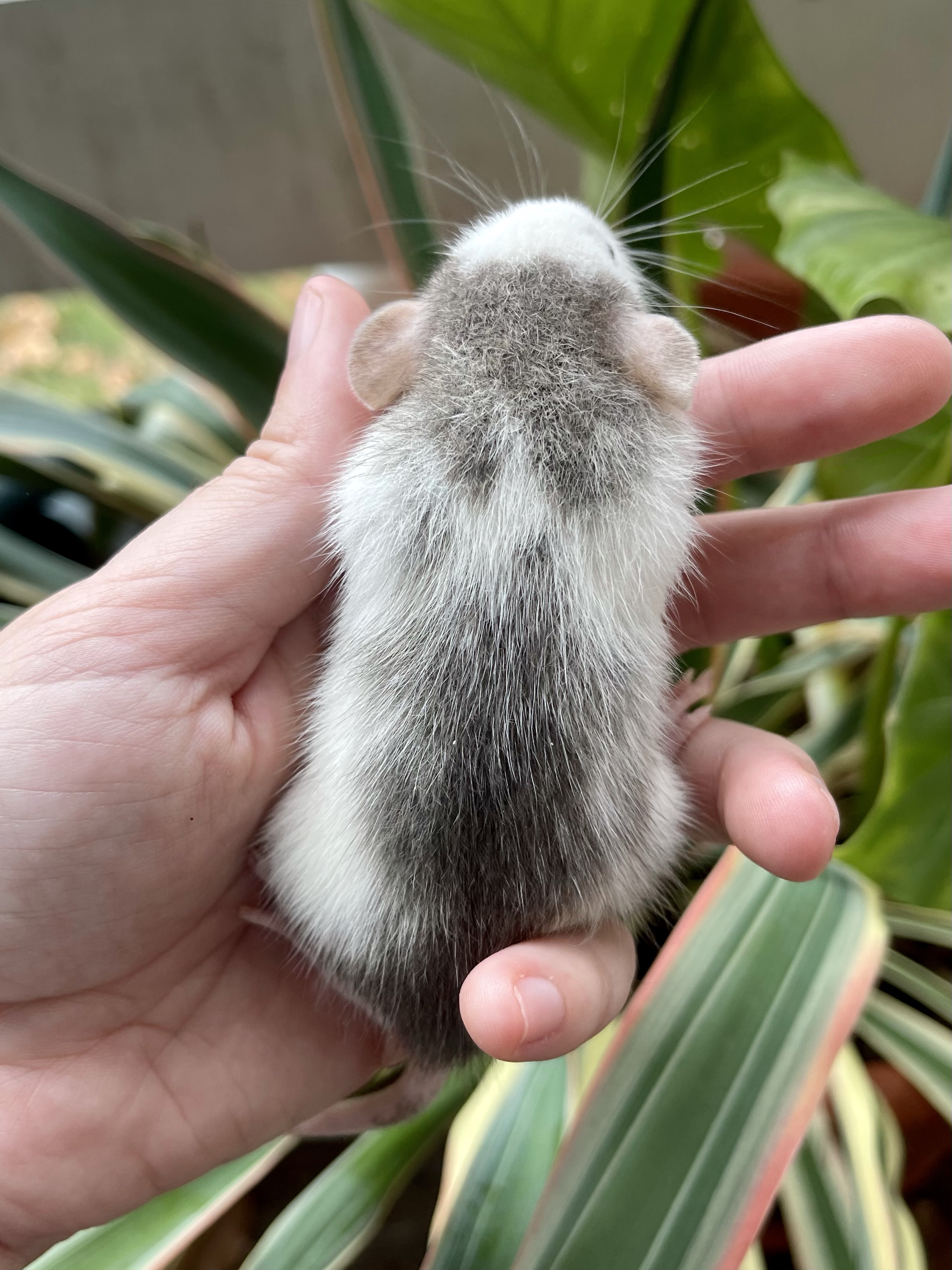 Variegated – Queen City Rattery