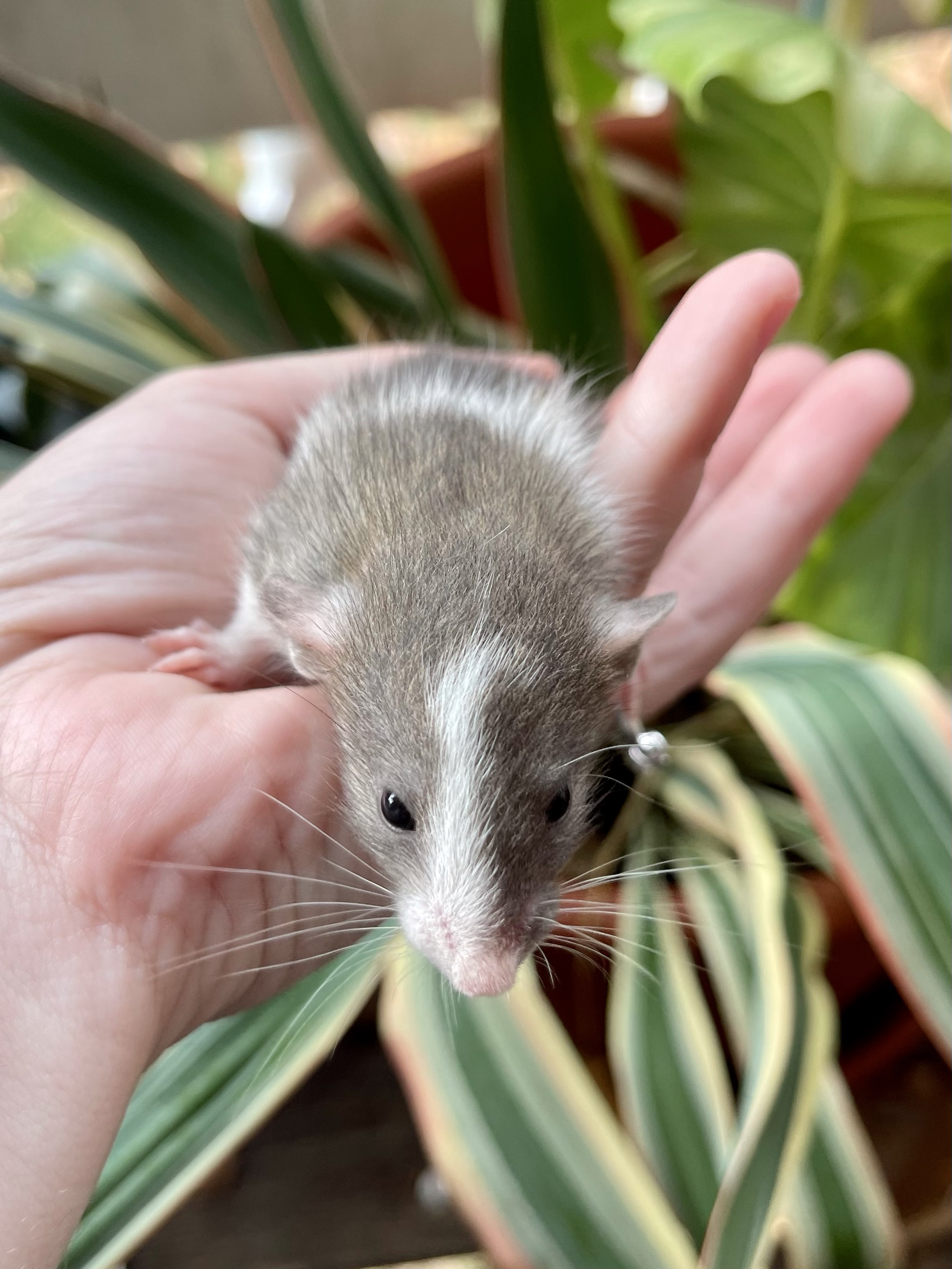 Blaze – Queen City Rattery