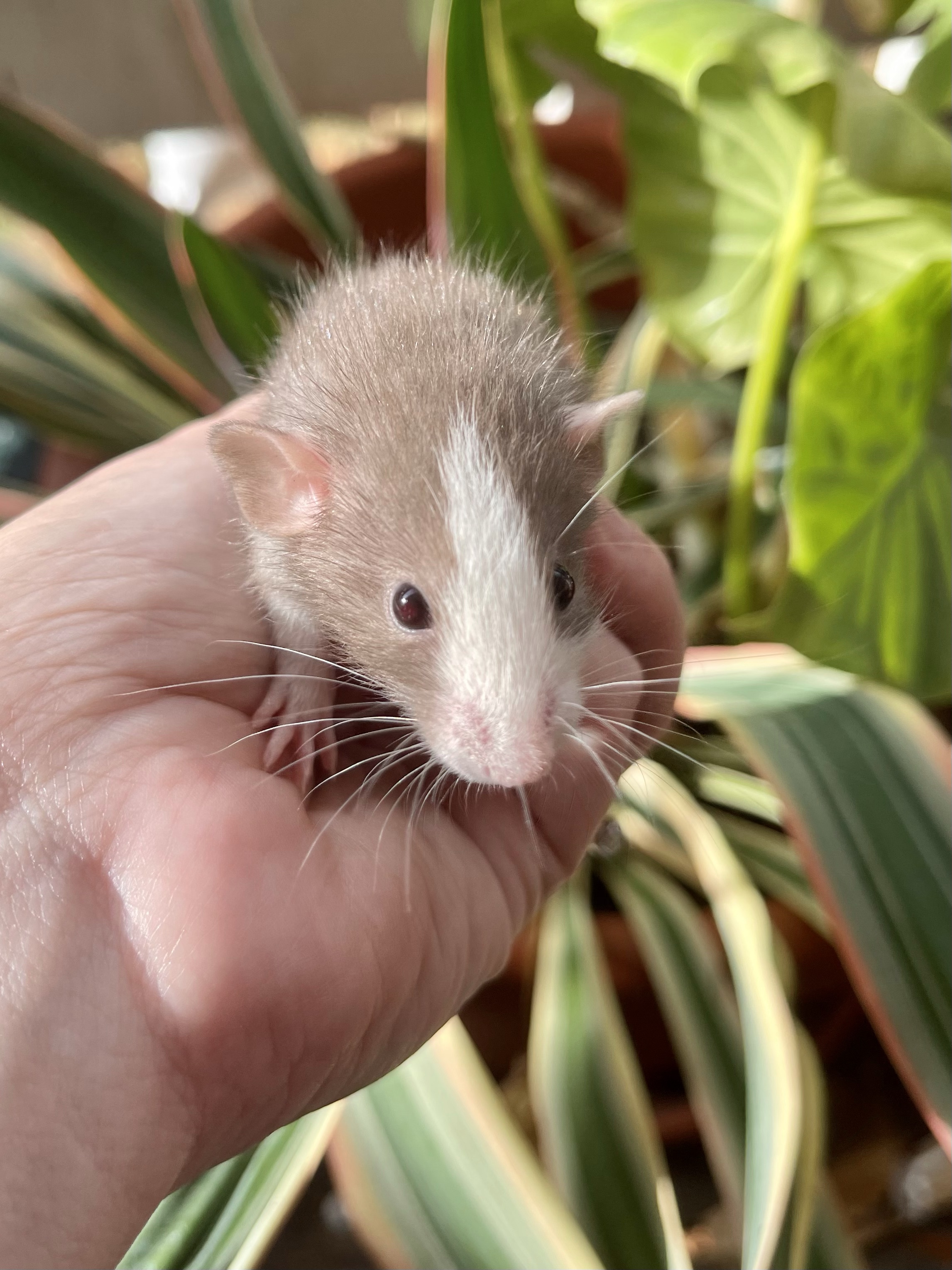 Ruby Eyes – Queen City Rattery