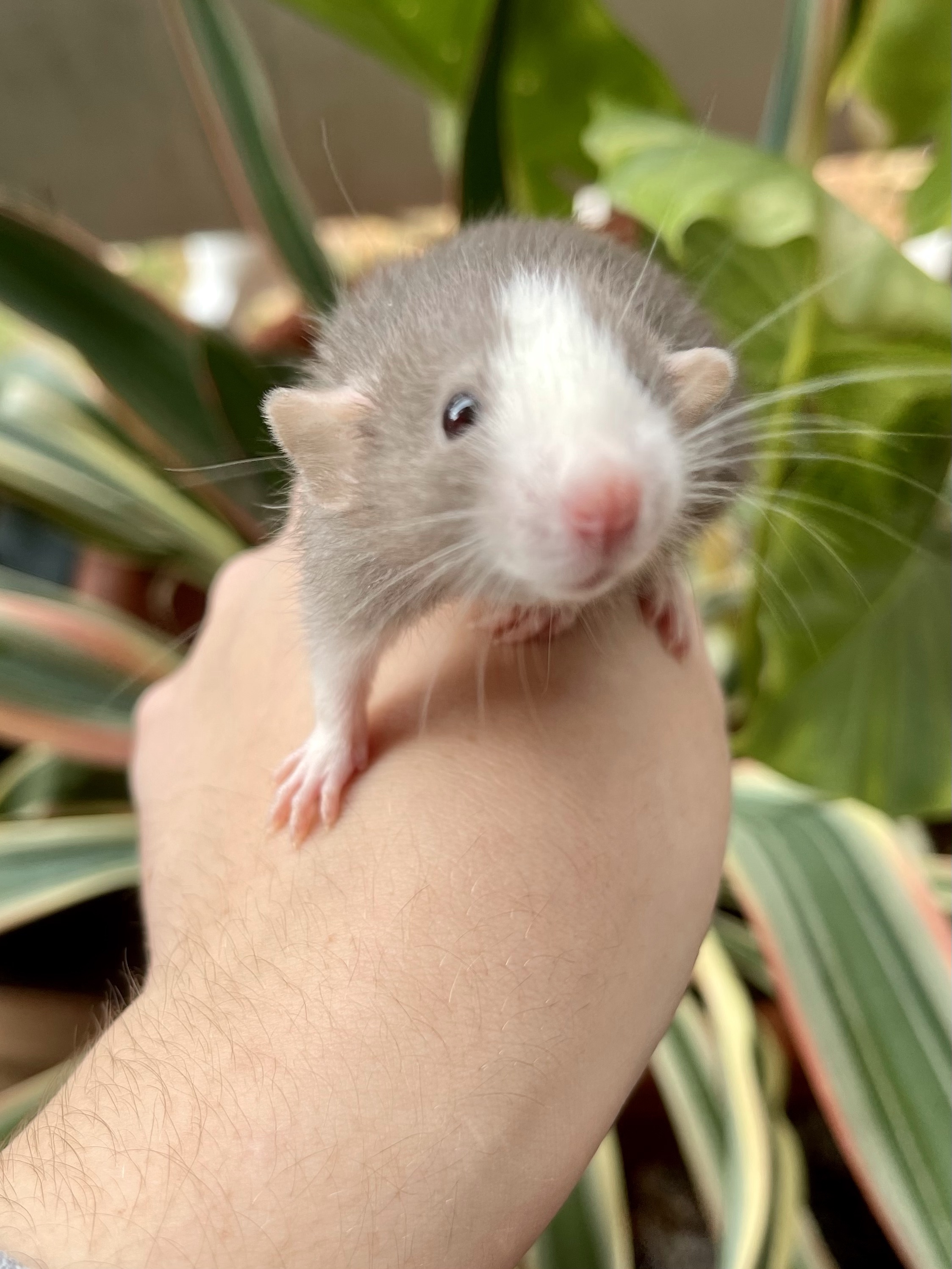 Blaze – Queen City Rattery