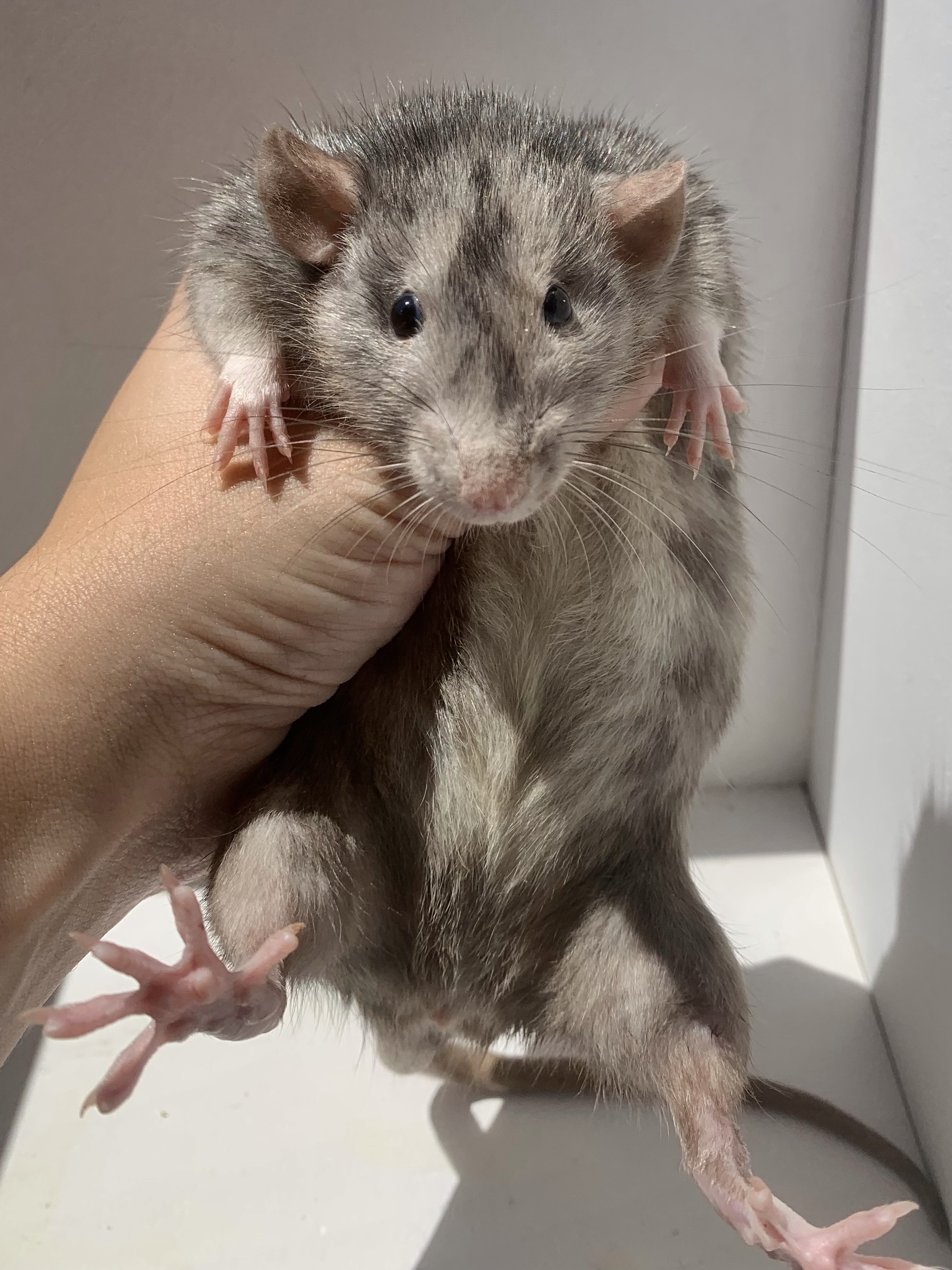 Marble – Queen City Rattery