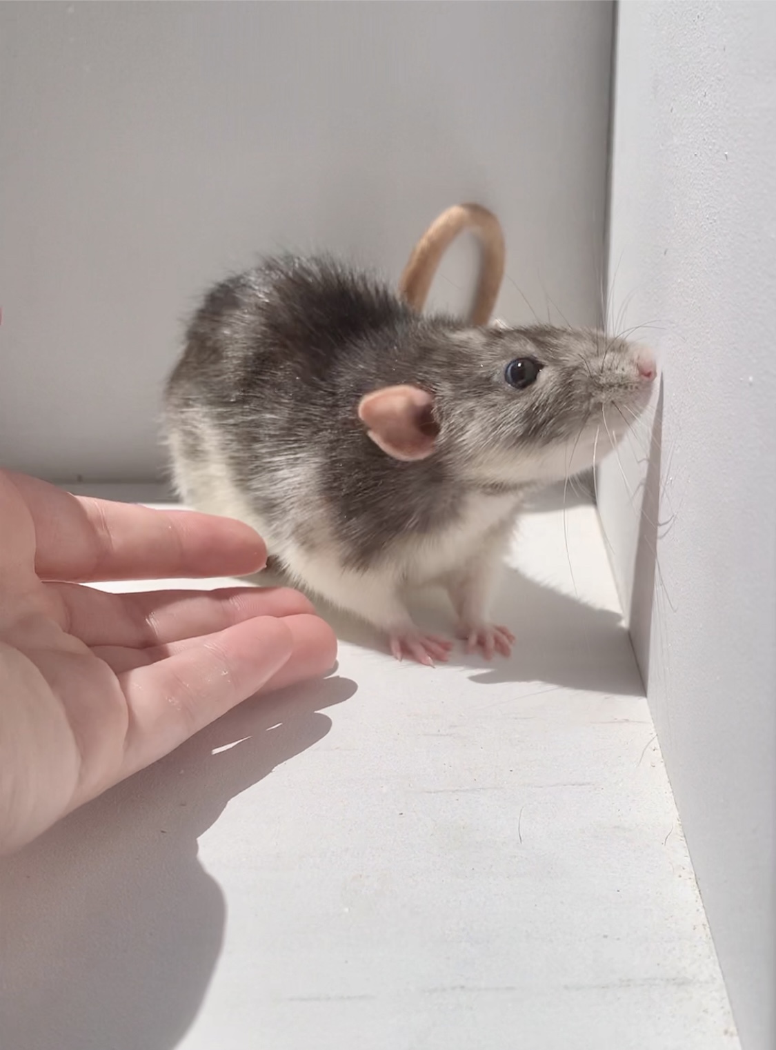 Marble – Queen City Rattery