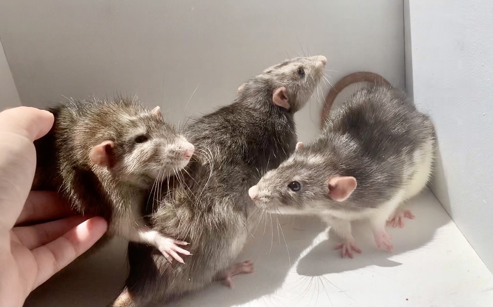 Marble – Queen City Rattery