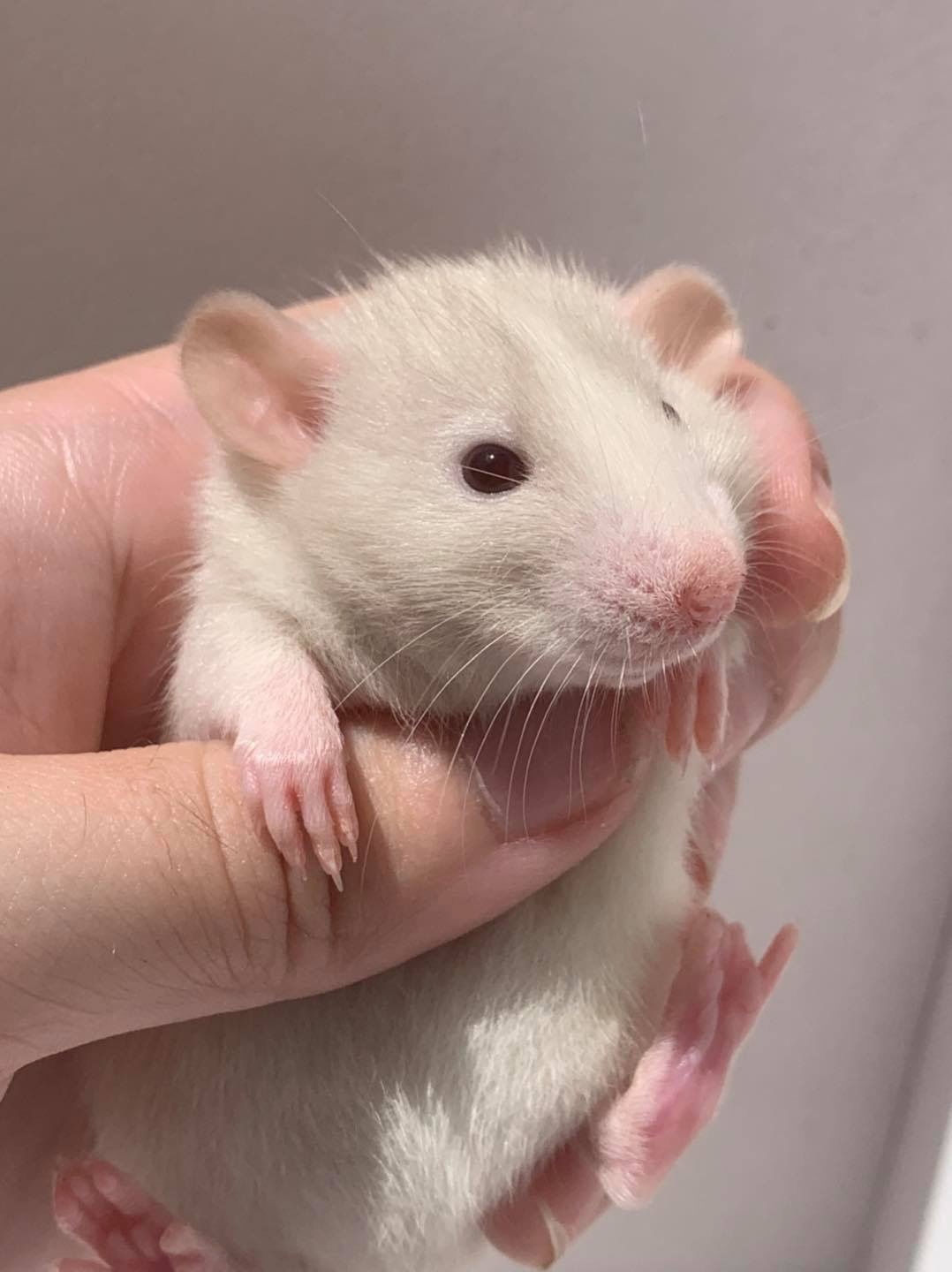 Buff – Queen City Rattery