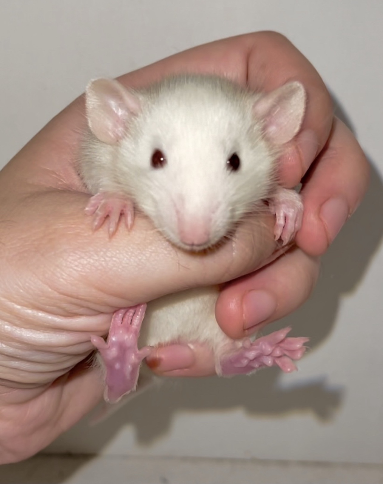 Odd Eyed – Queen City Rattery