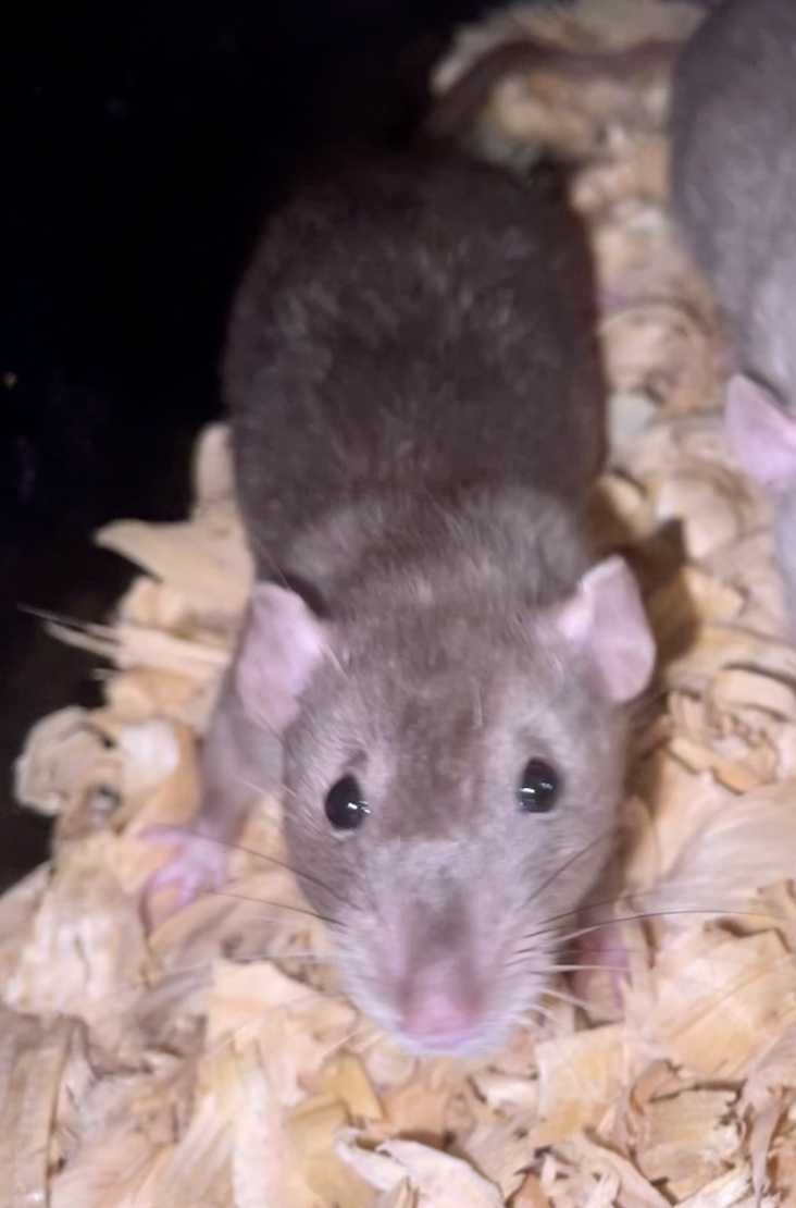 Burmese – Queen City Rattery