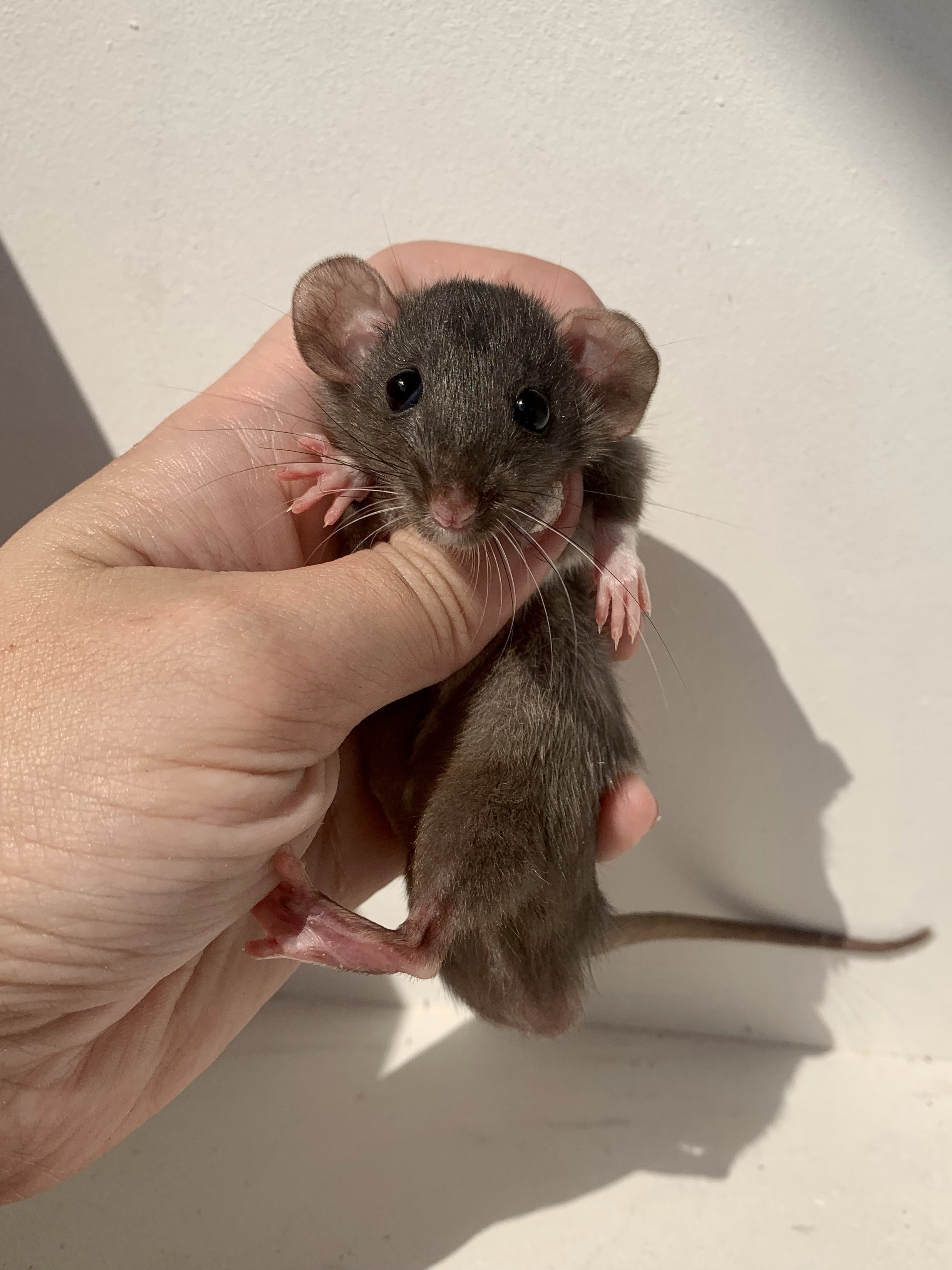 Silvermane – Queen City Rattery