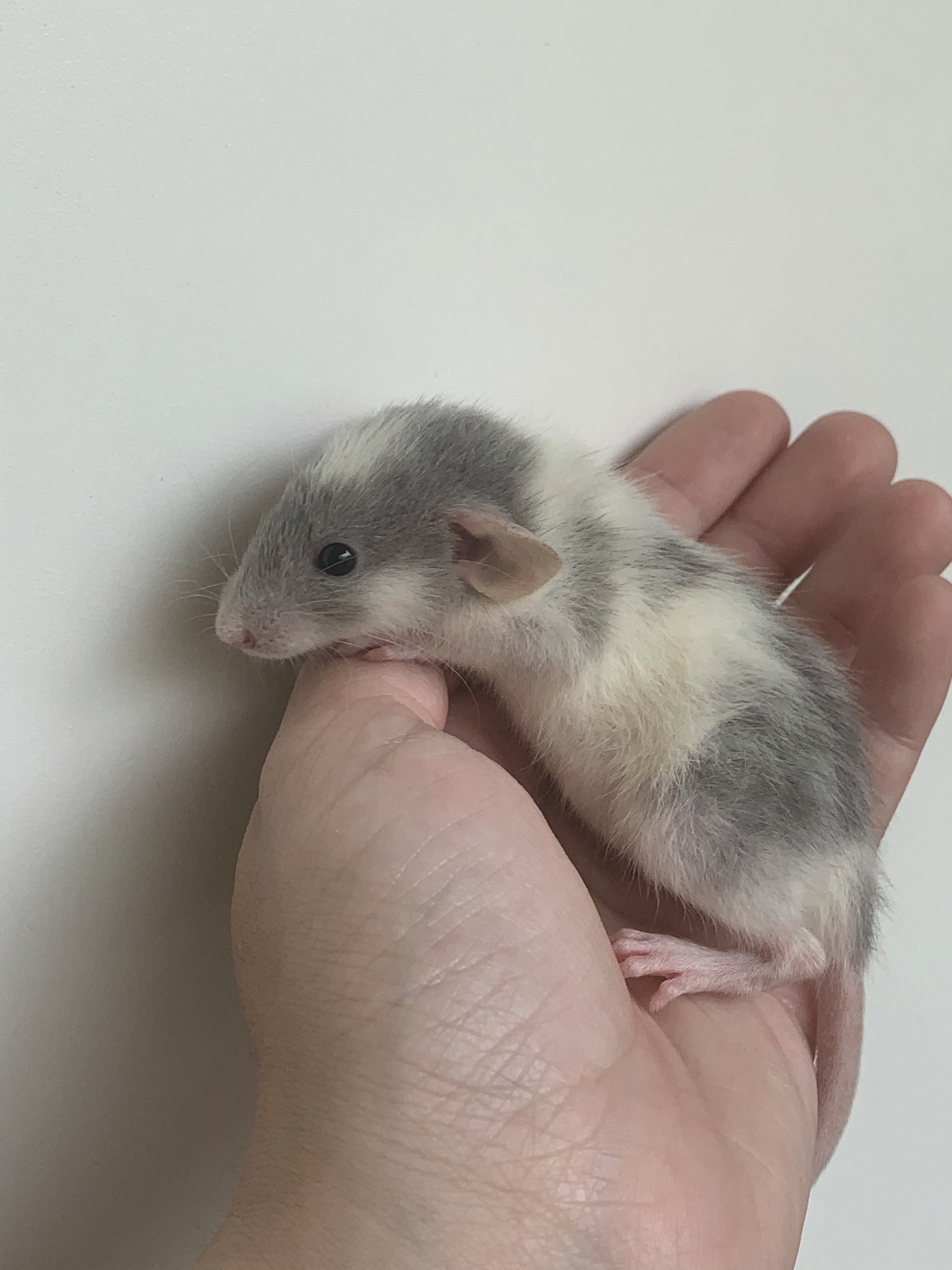 Blue – Queen City Rattery