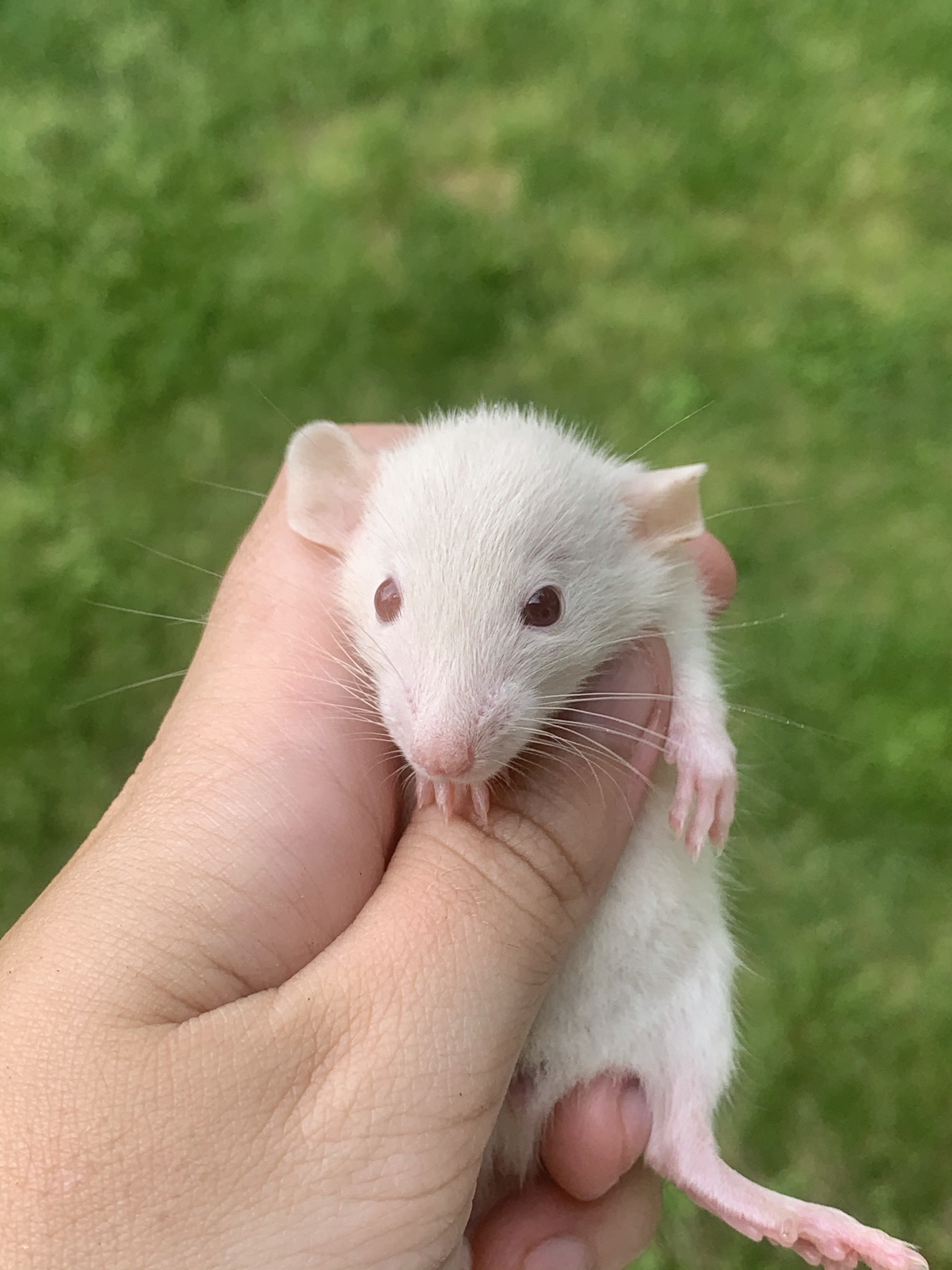 Champagne – Queen City Rattery