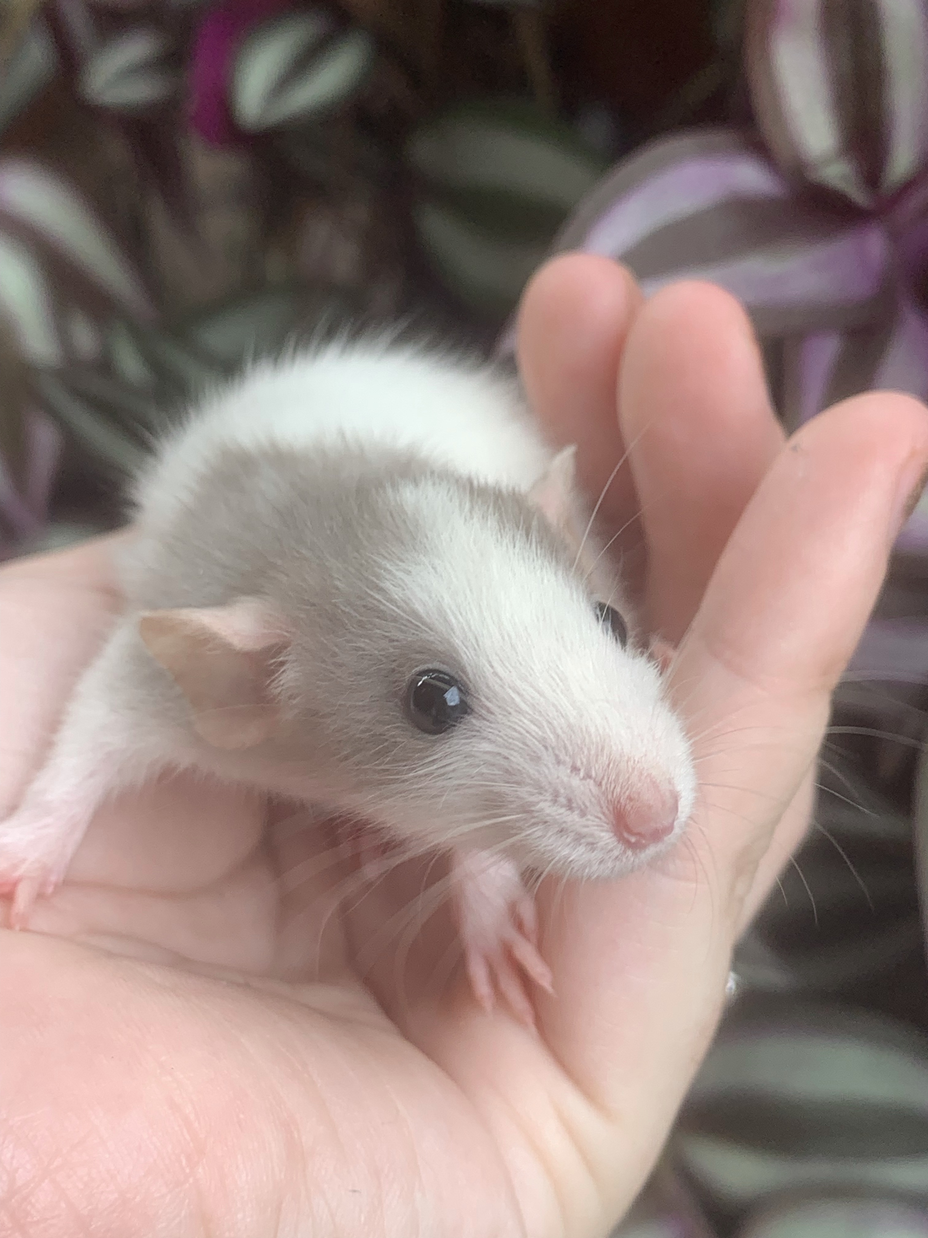 Capped – Queen City Rattery