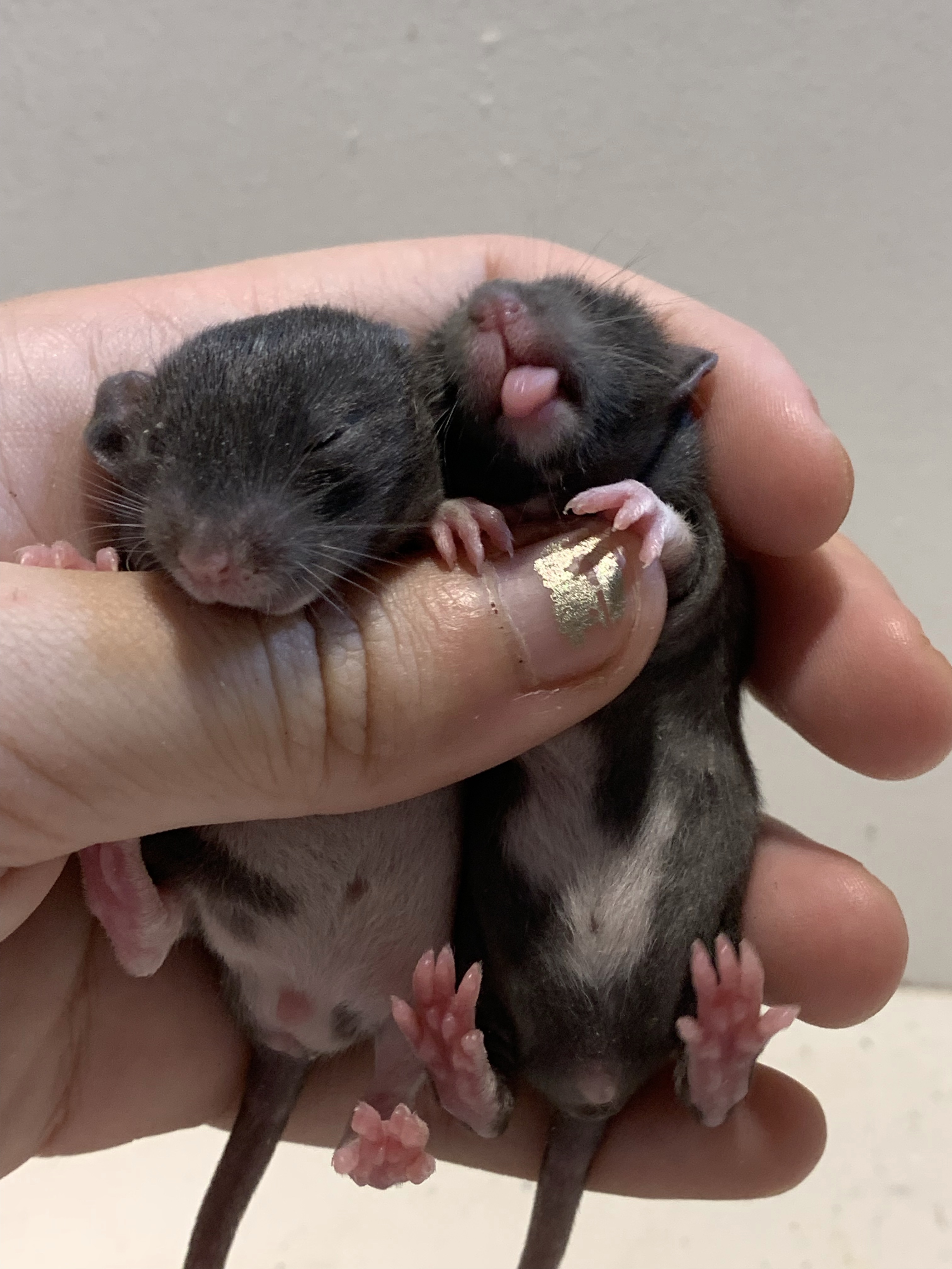 Berkshire – Queen City Rattery