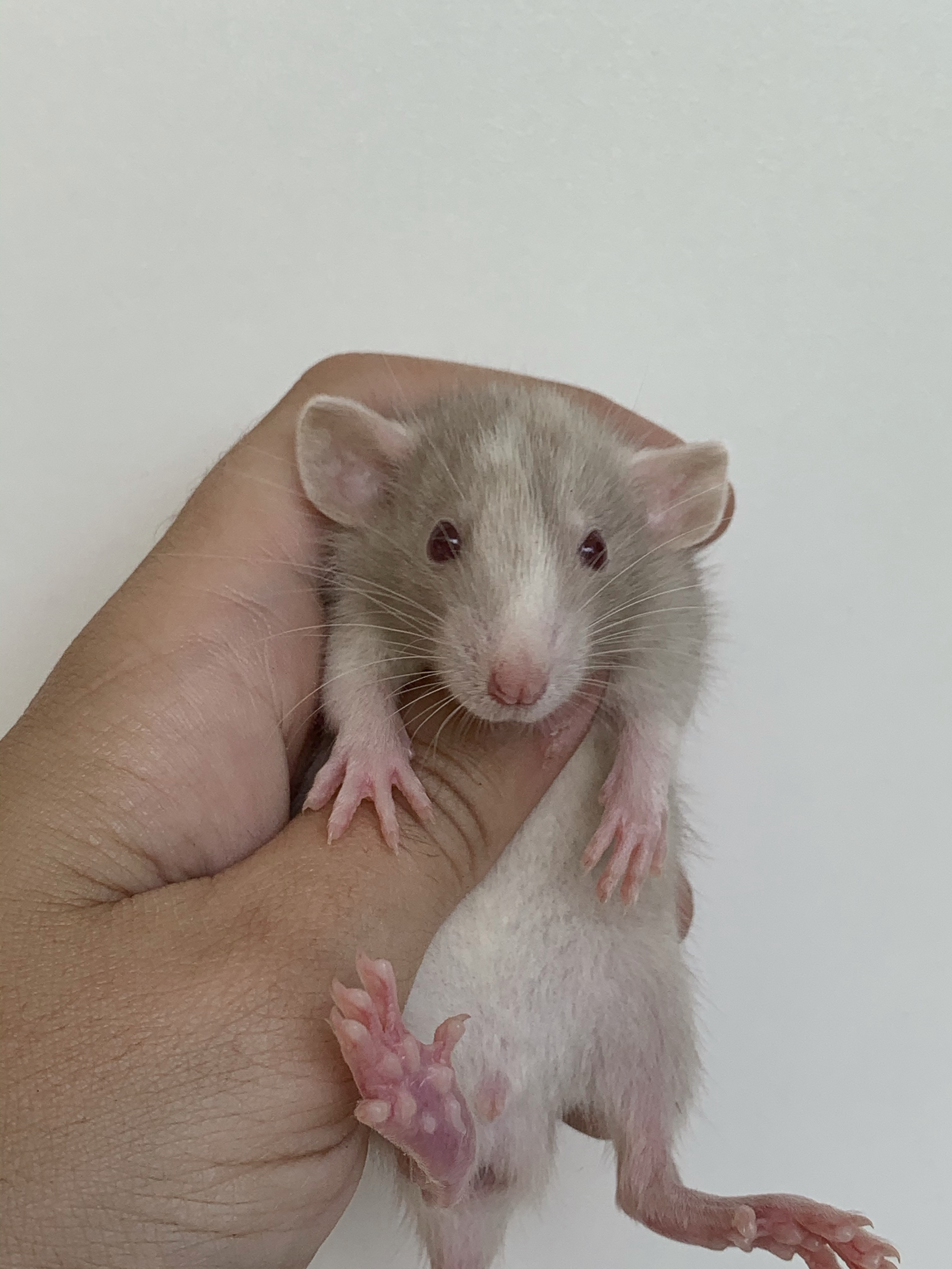 Marble – Queen City Rattery