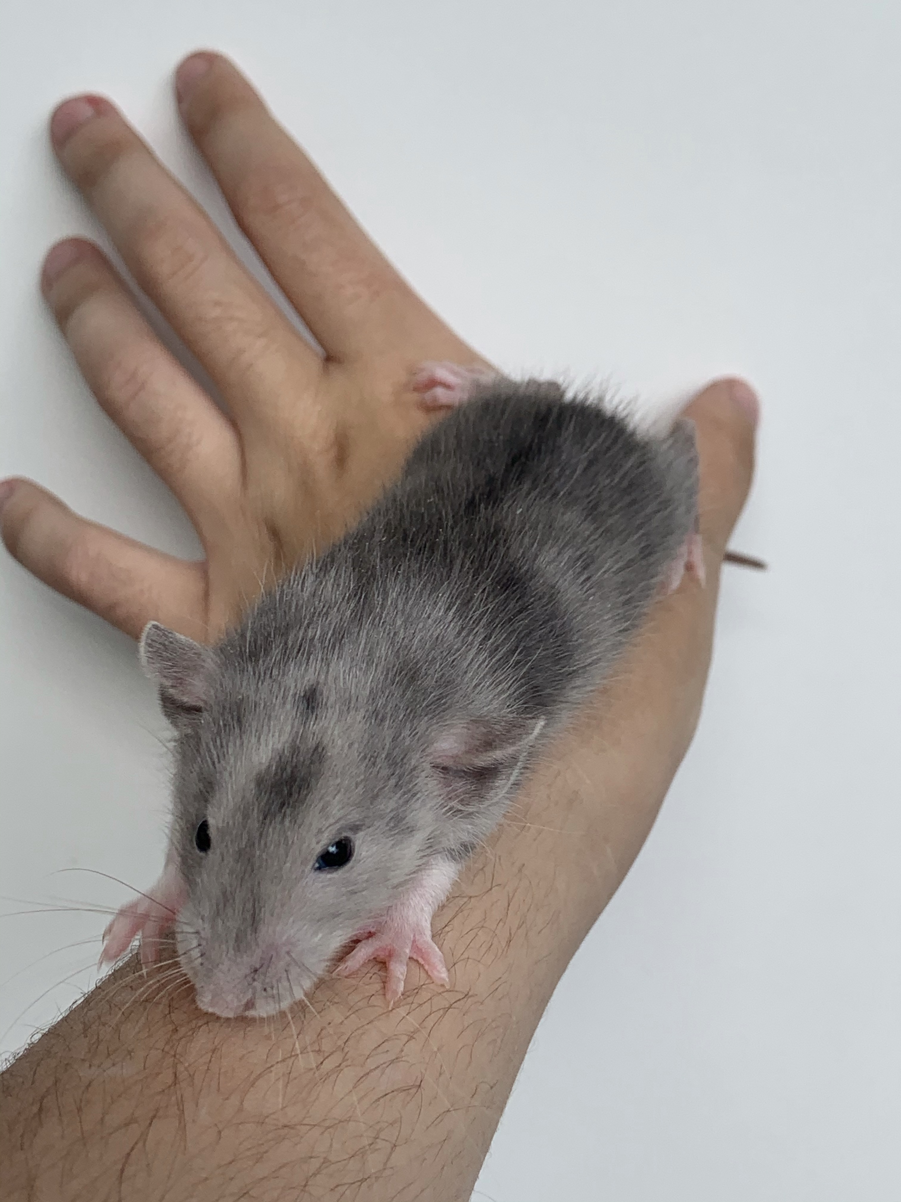 Marble – Queen City Rattery