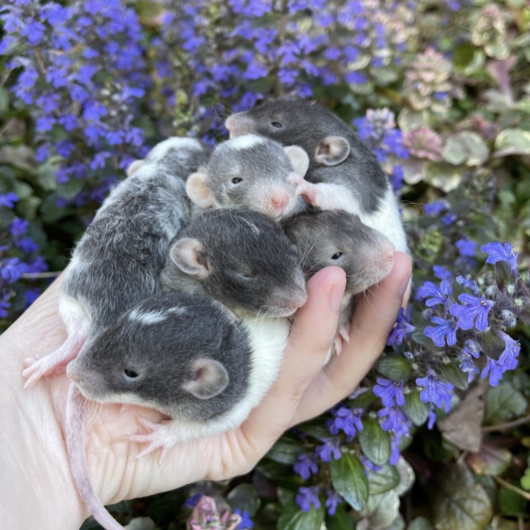 Why a Rolling Group of Rats Is the Ultimate Rat Paradise – Queen City ...