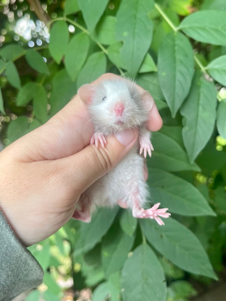 All About Pretty Rats: A Glimpse into Queen City Rattery’s Charmers ...