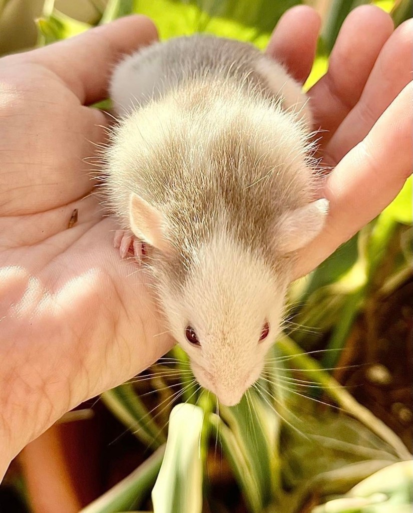 All About Pretty Rats: A Glimpse into Queen City Rattery’s Charmers ...