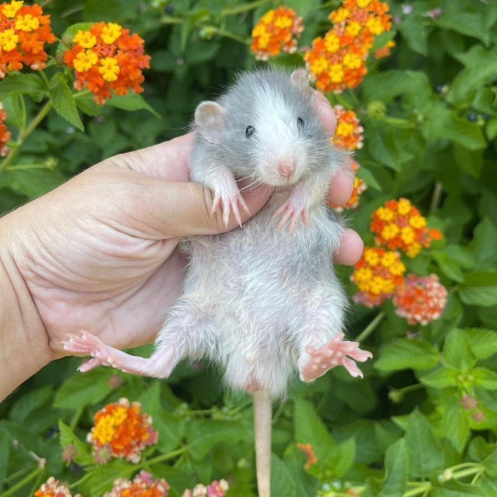 All About Pretty Rats: A Glimpse into Queen City Rattery’s Charmers ...