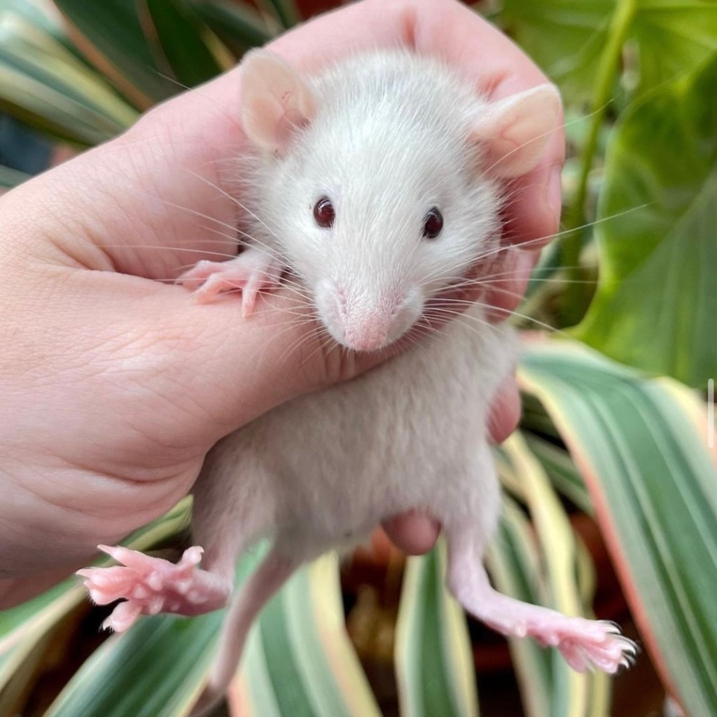 All About Pretty Rats: A Glimpse into Queen City Rattery’s Charmers ...