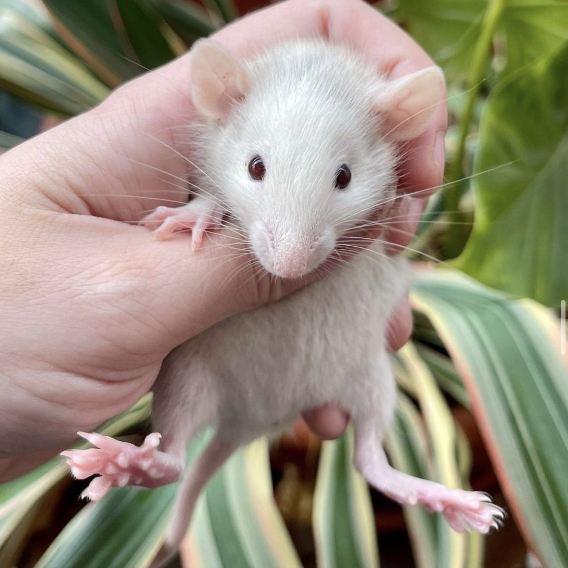 All About Pretty Rats: A Glimpse into Queen City Rattery’s Charmers ...