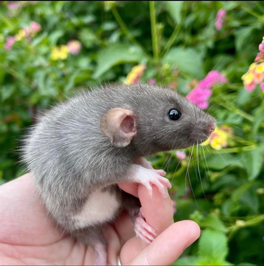 All About Pretty Rats: A Glimpse into Queen City Rattery’s Charmers ...